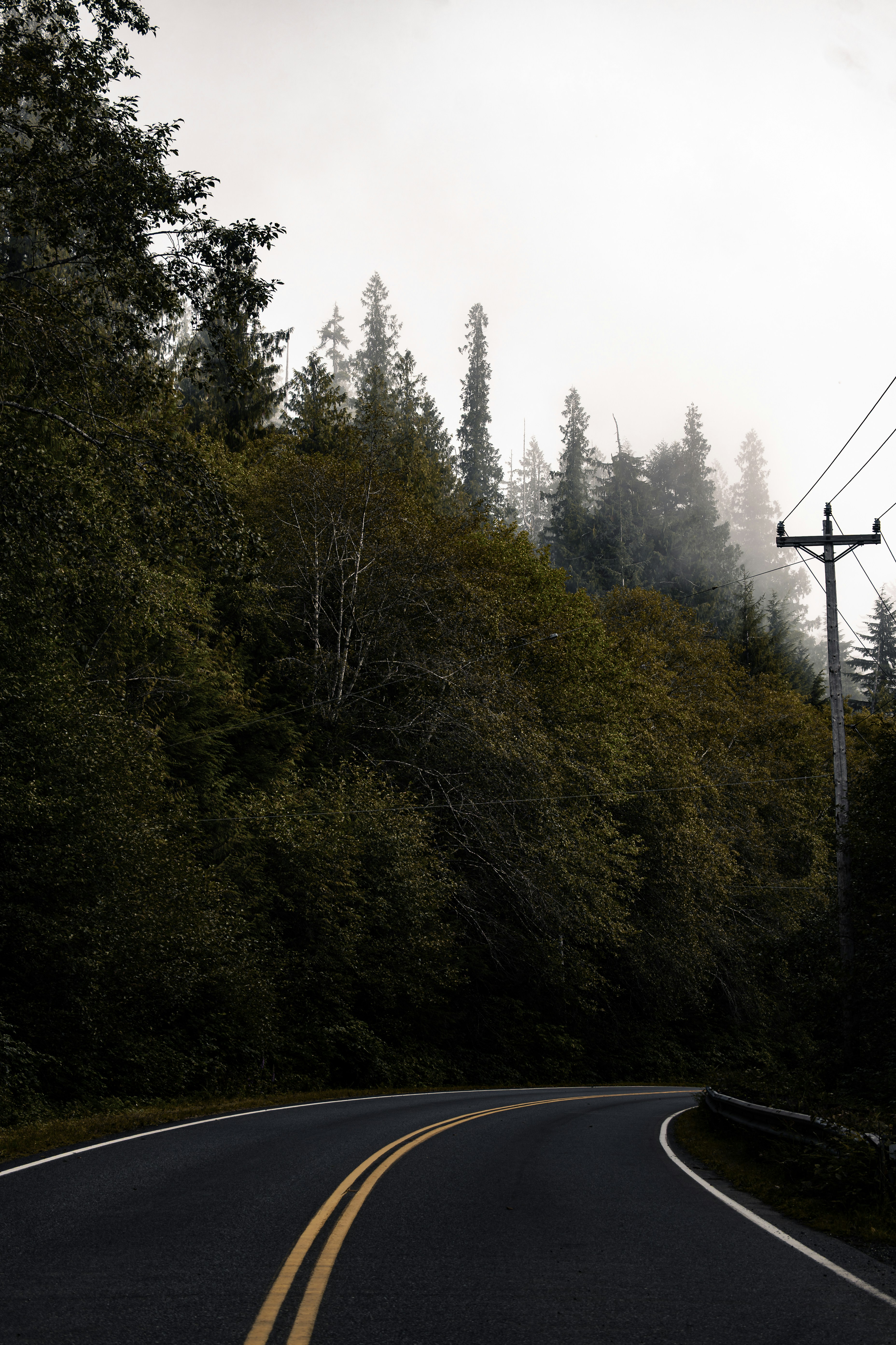Winding Asphalt through a Misty Redwood Corridor