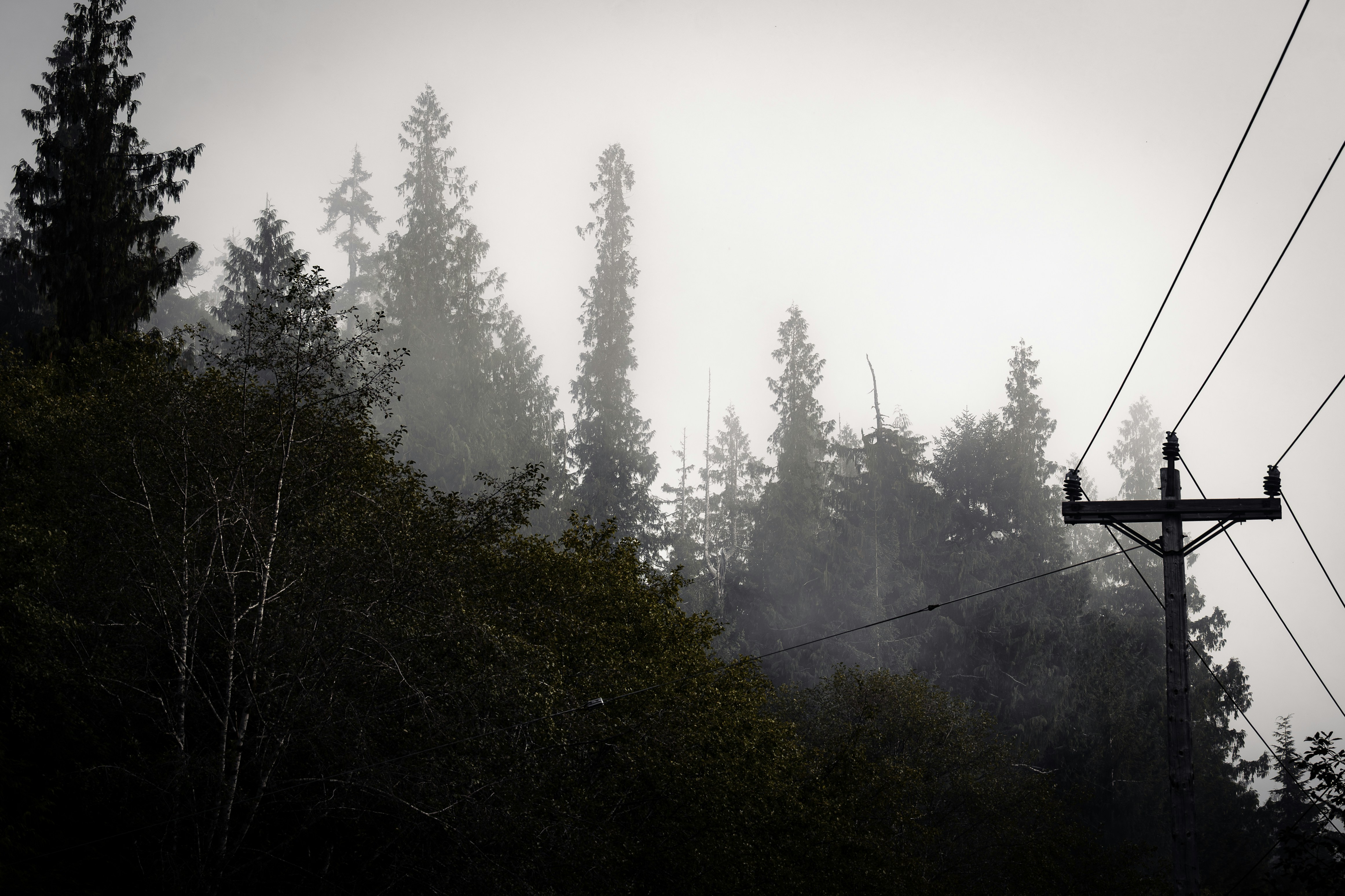Low-Contrast Pines and Power Lines at Dusk