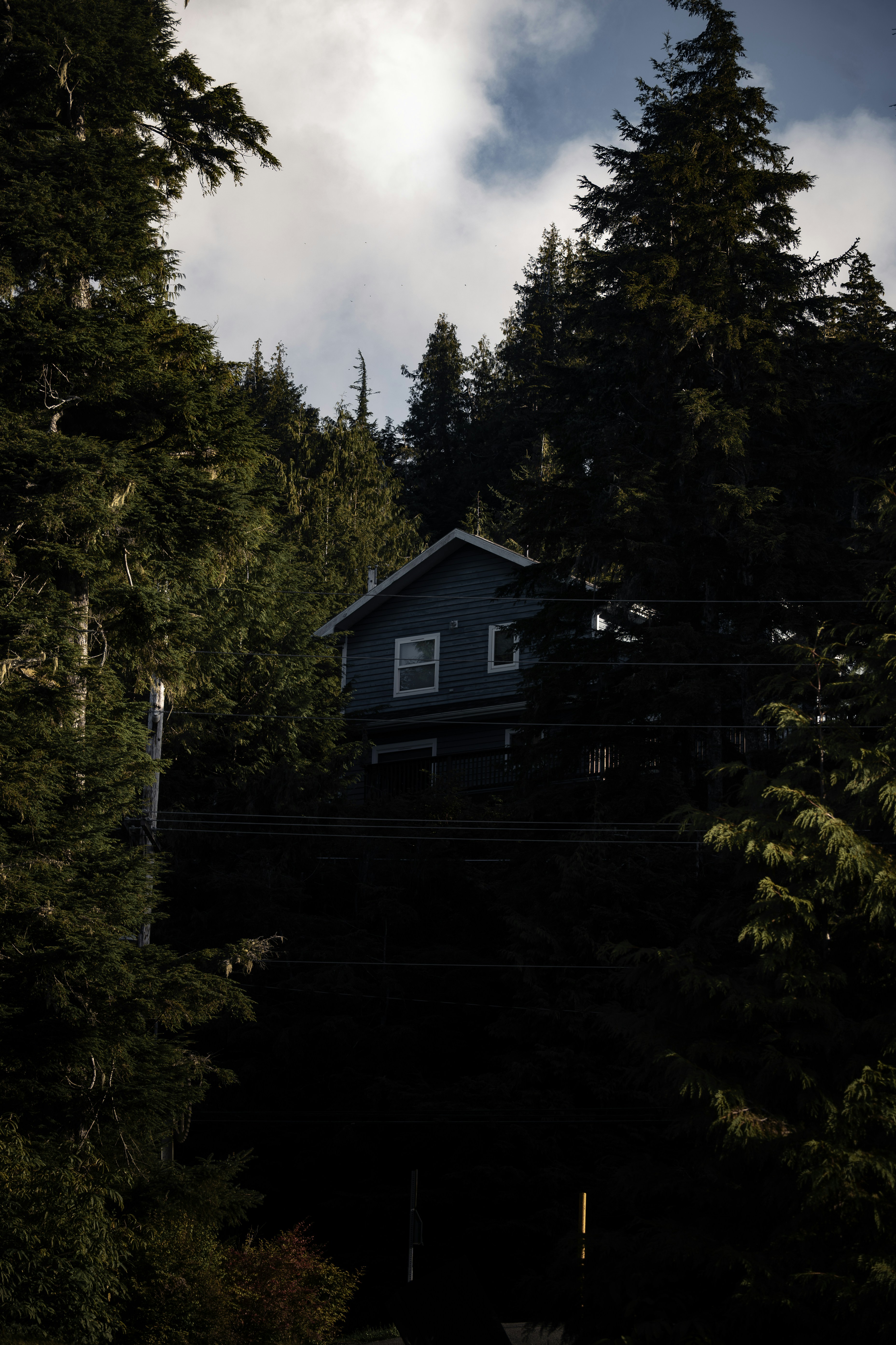 Hidden House Among Tall Pines