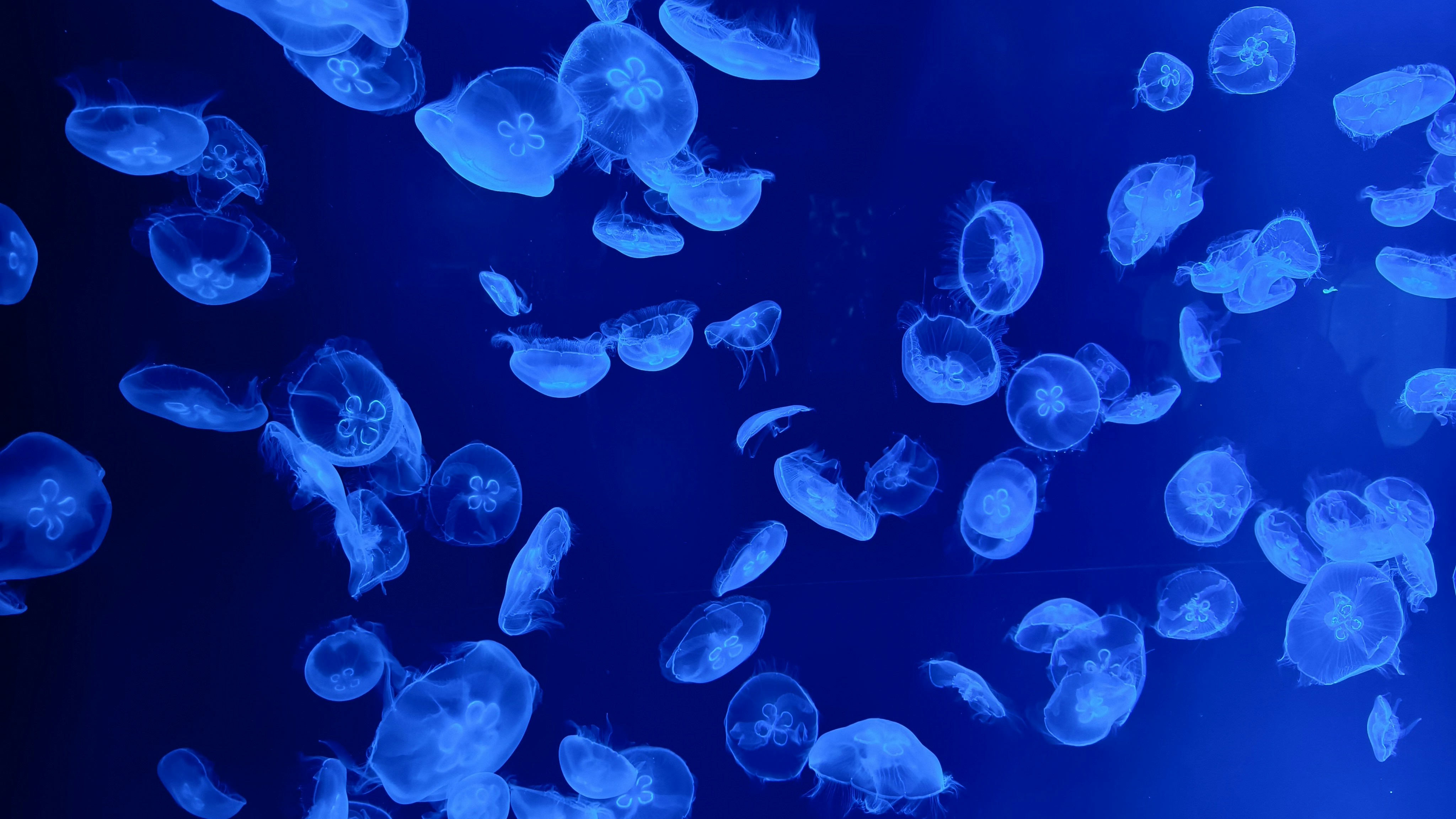 Blue Phantoms: A Nebula of Jellyfish in Deep Ocean Light