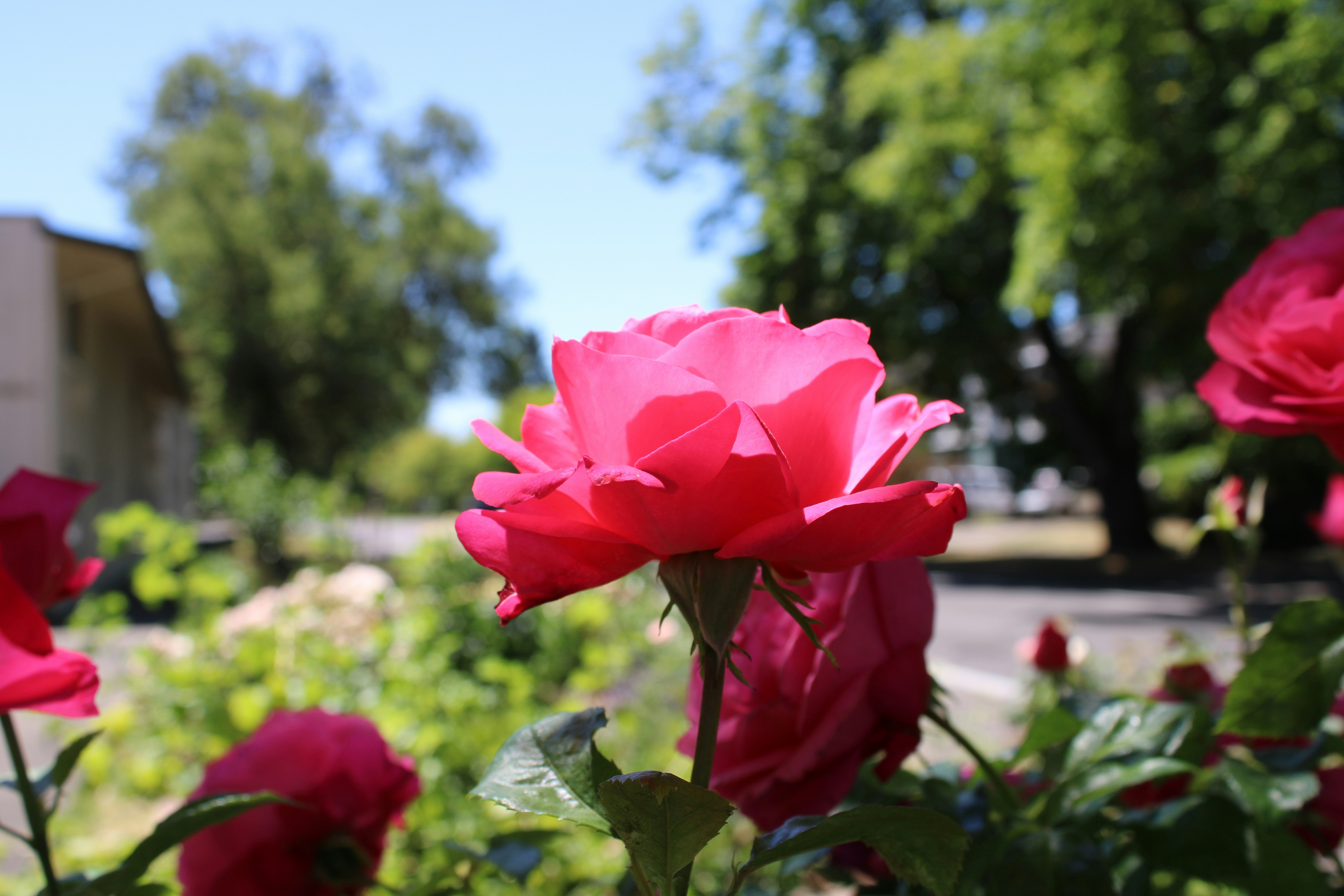 Rosy Spotlight: A Pink Rose Basks in Sunlit Garden Fragrance