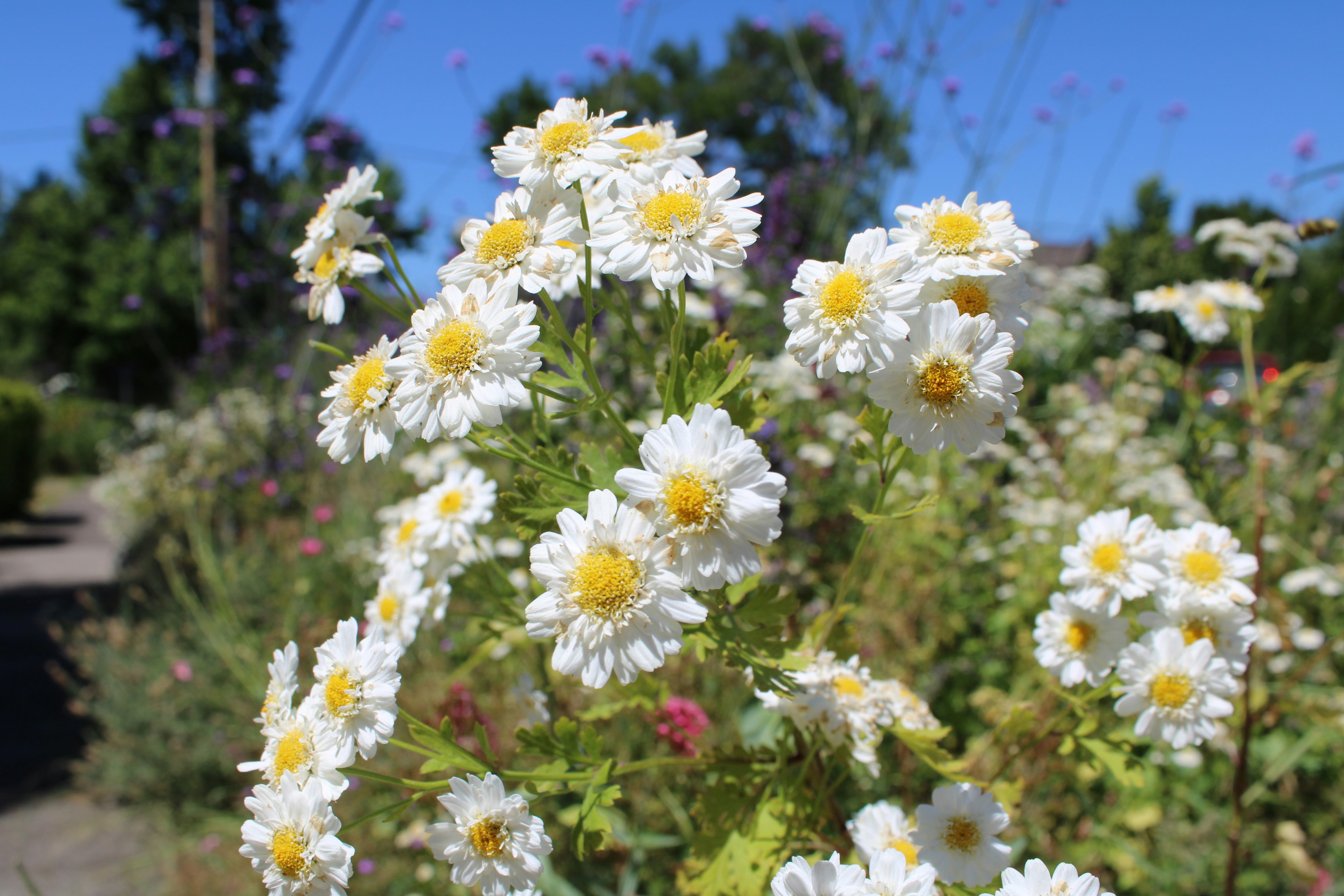Daisy Chorus in a Sunny Garden
