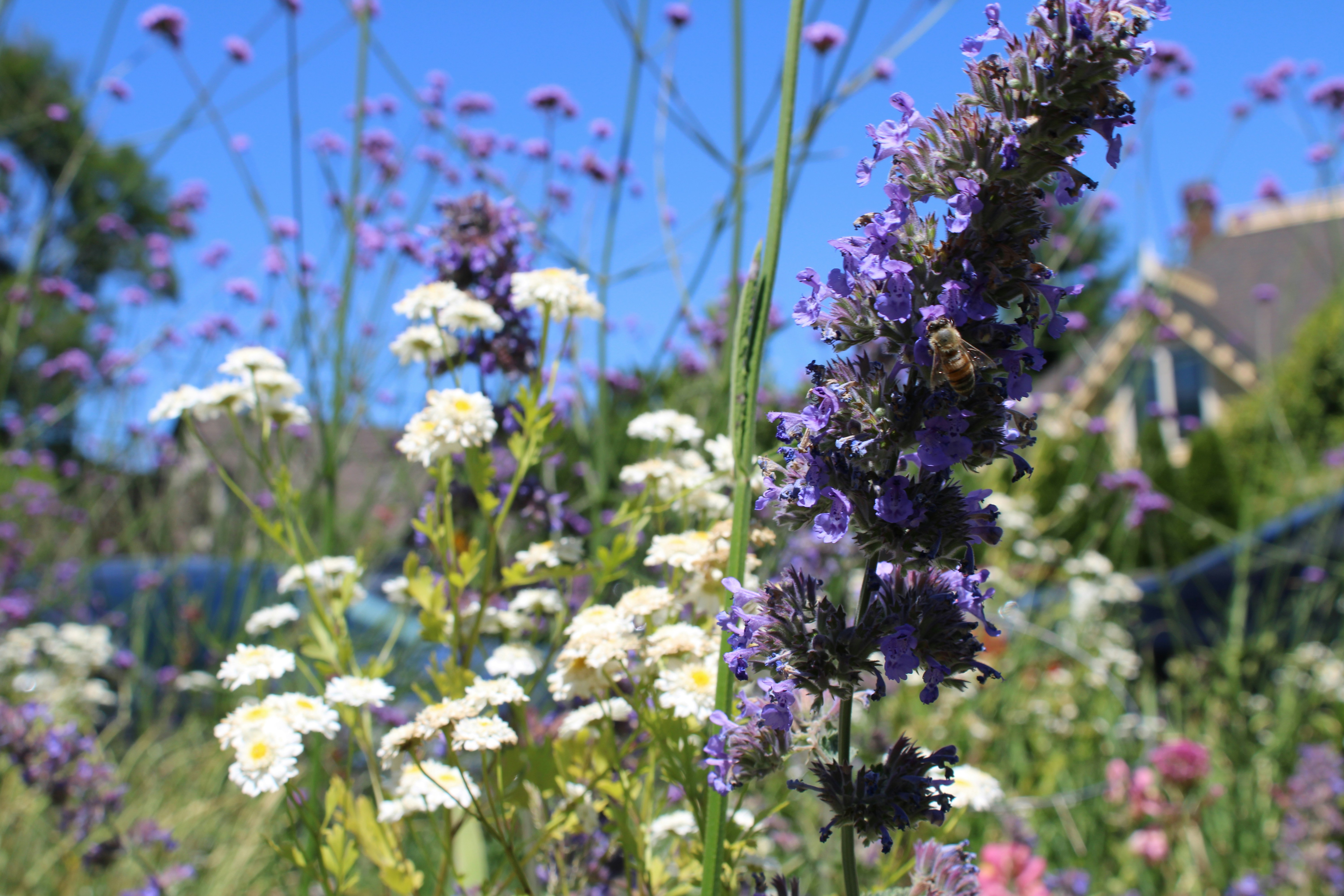 Lavender yarrow in a sunlit garden bloom