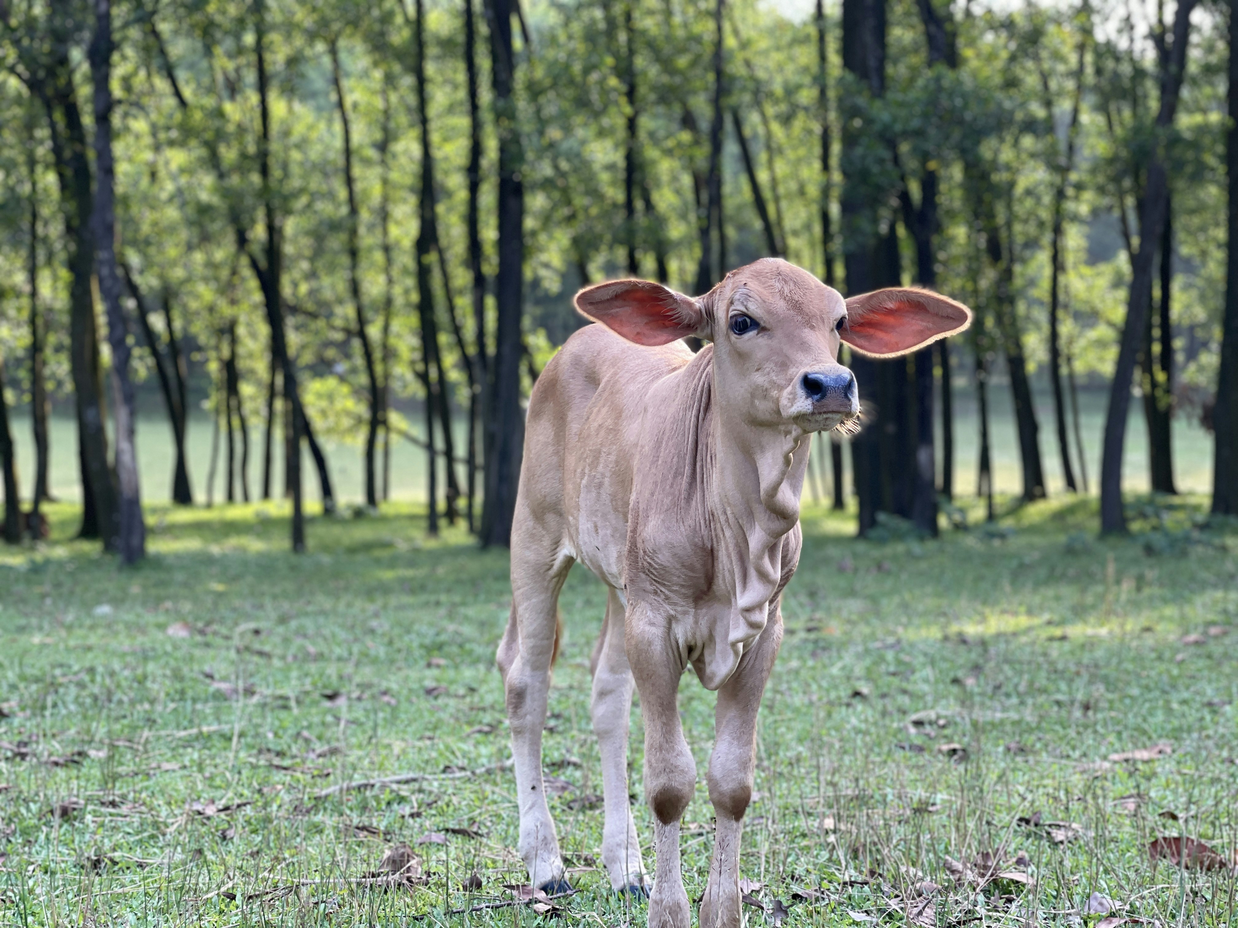 Pasture Portrait: A Curious Calf Stands Ground beneath Dappled Light