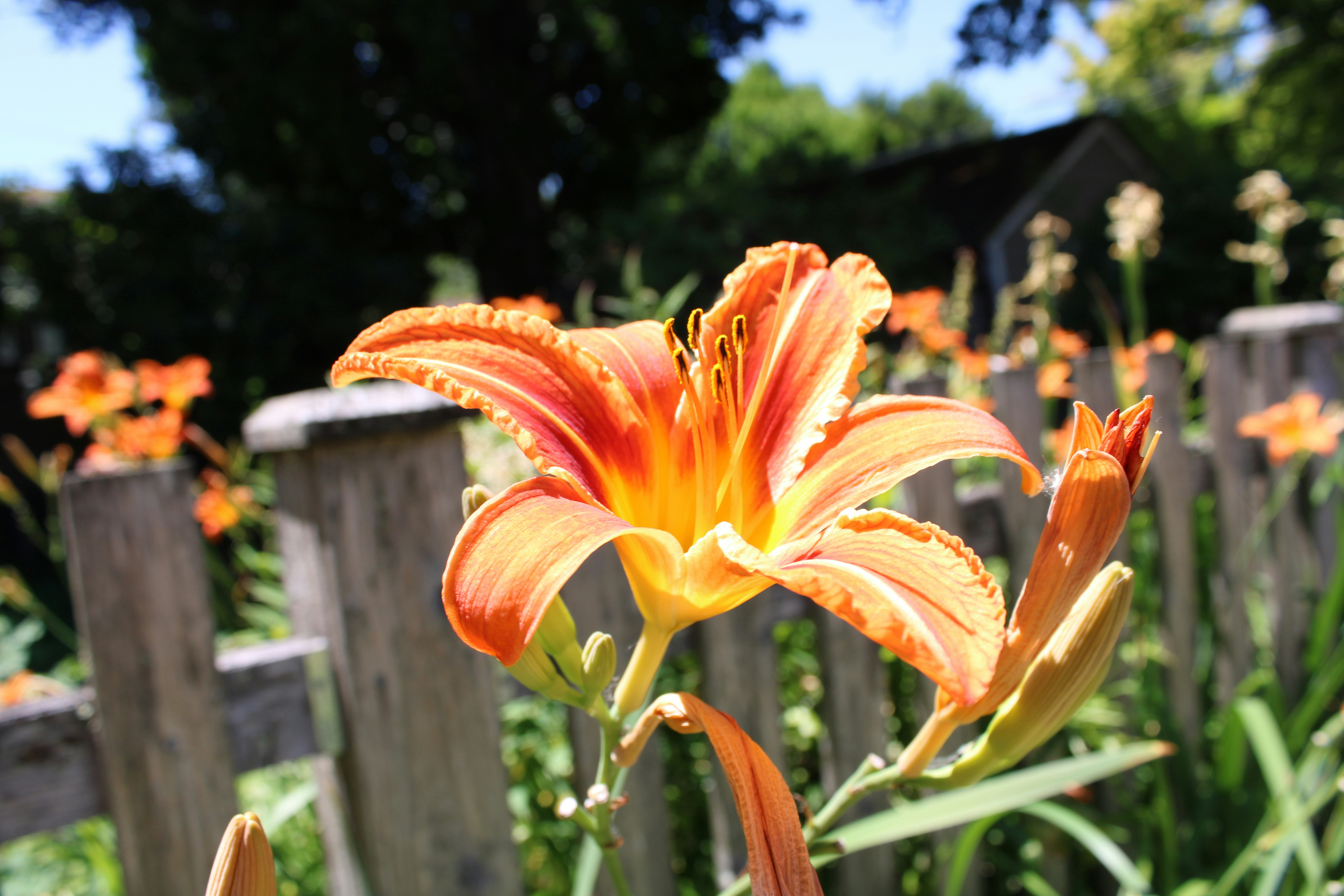 Sunlit Orange Lily: A Bloom in a Rustic Garden