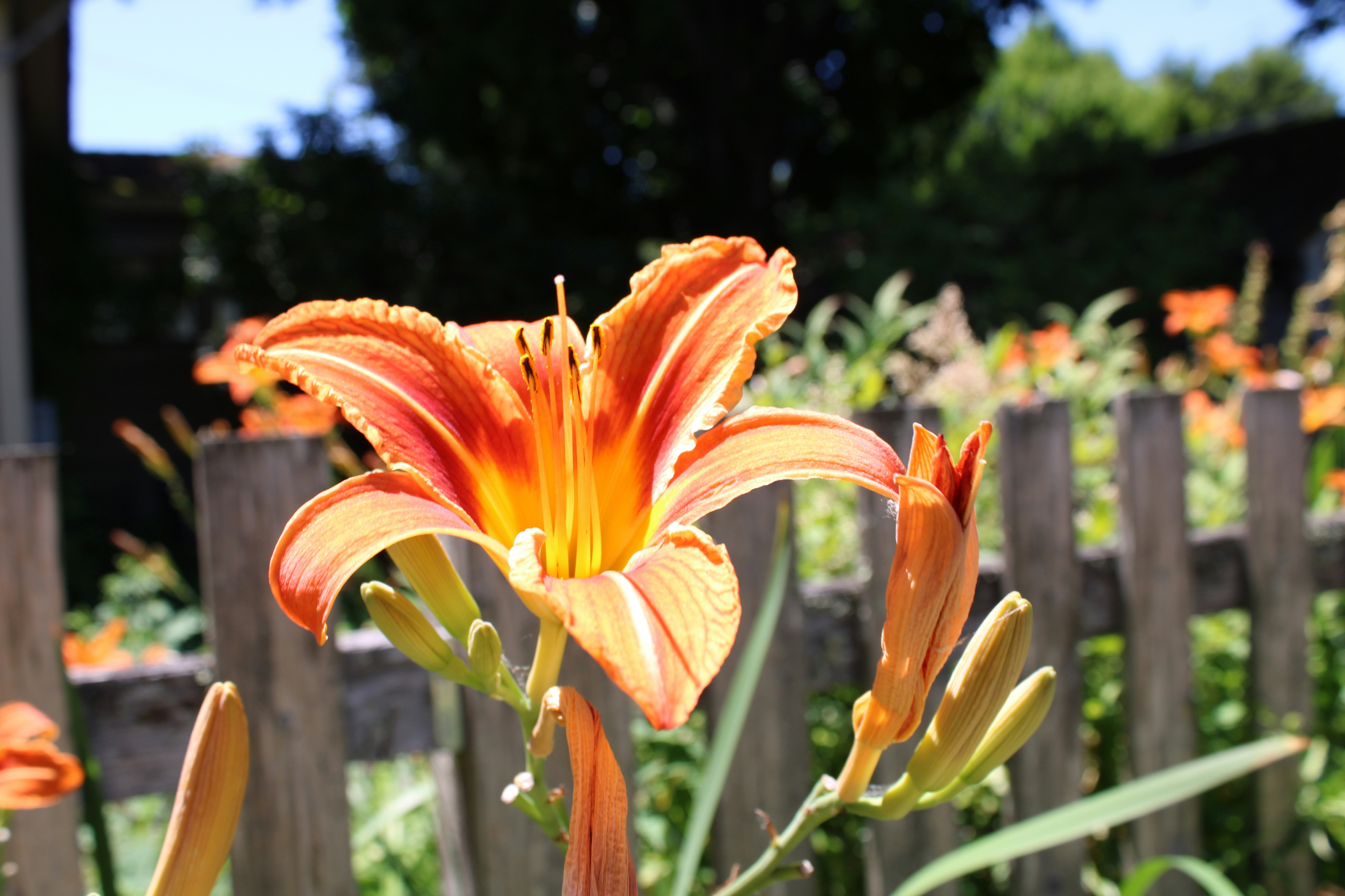 Orange Daylily Burst in a Sunny Garden Fence