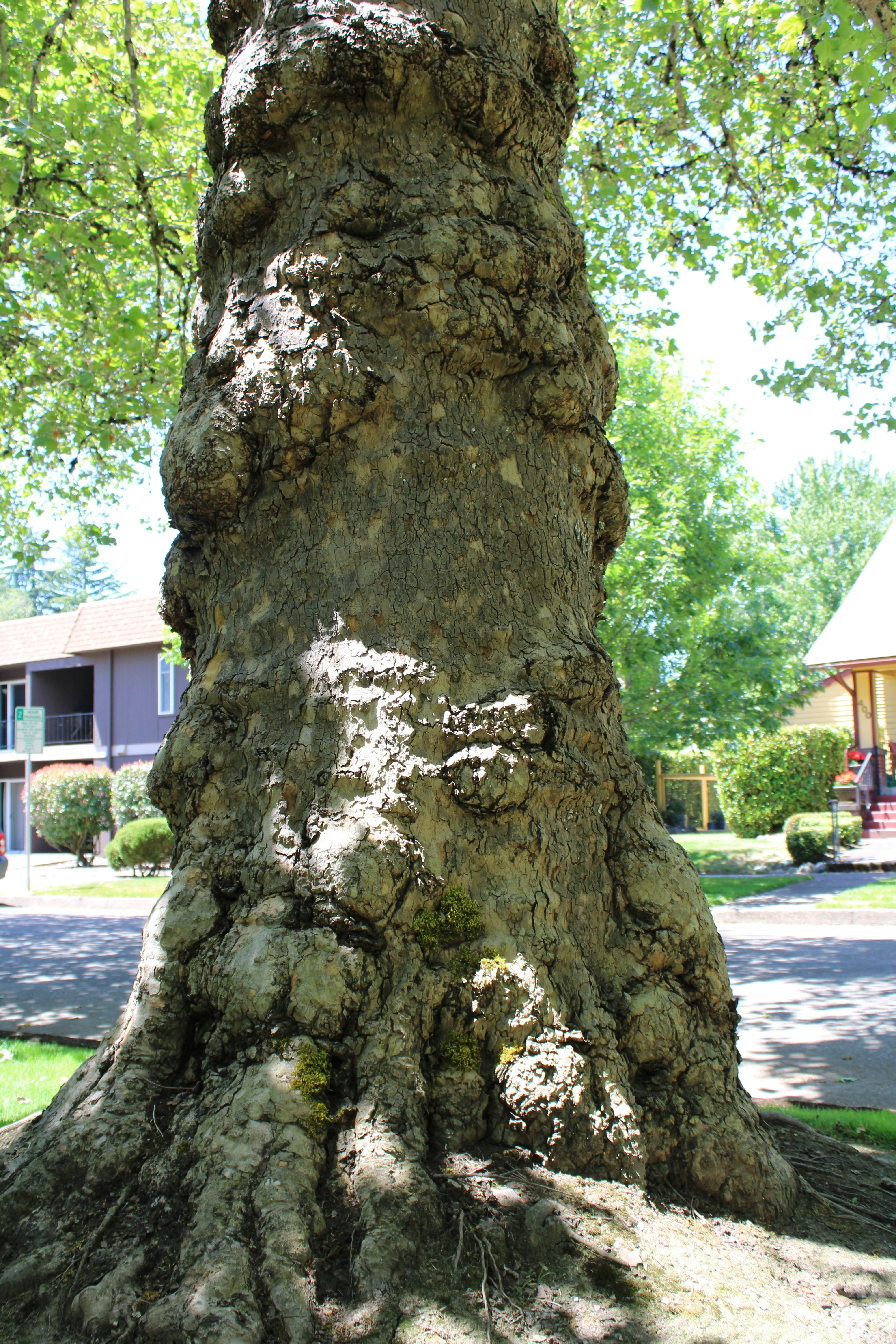 Ancient Trunk in Suburban Shade