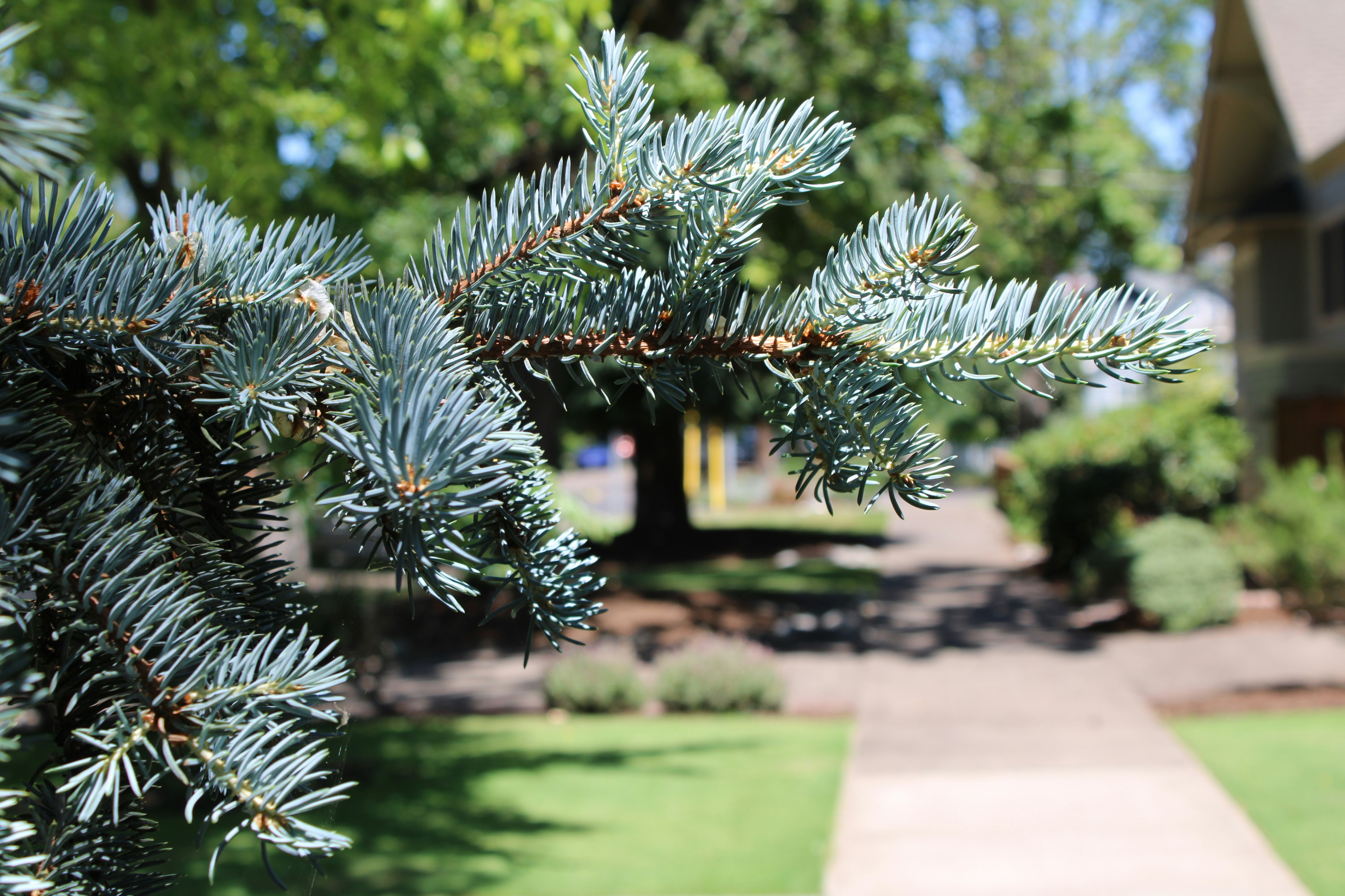 Blue Spruce in Focus: Close-Up Conifers Framing a Suburban Walkway