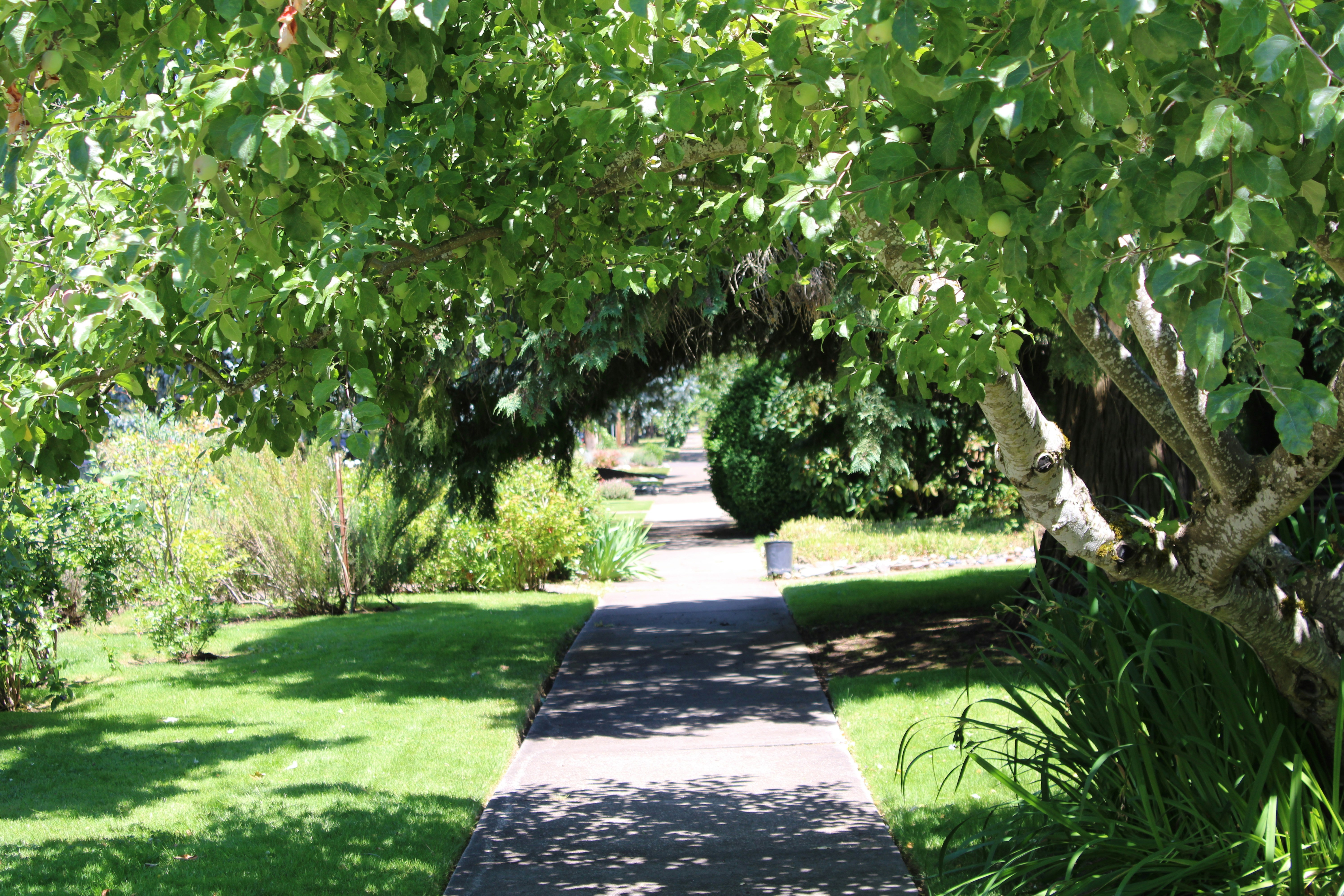 Shaded Pathway: A Sunlit Walk Between Canopy and Lawn