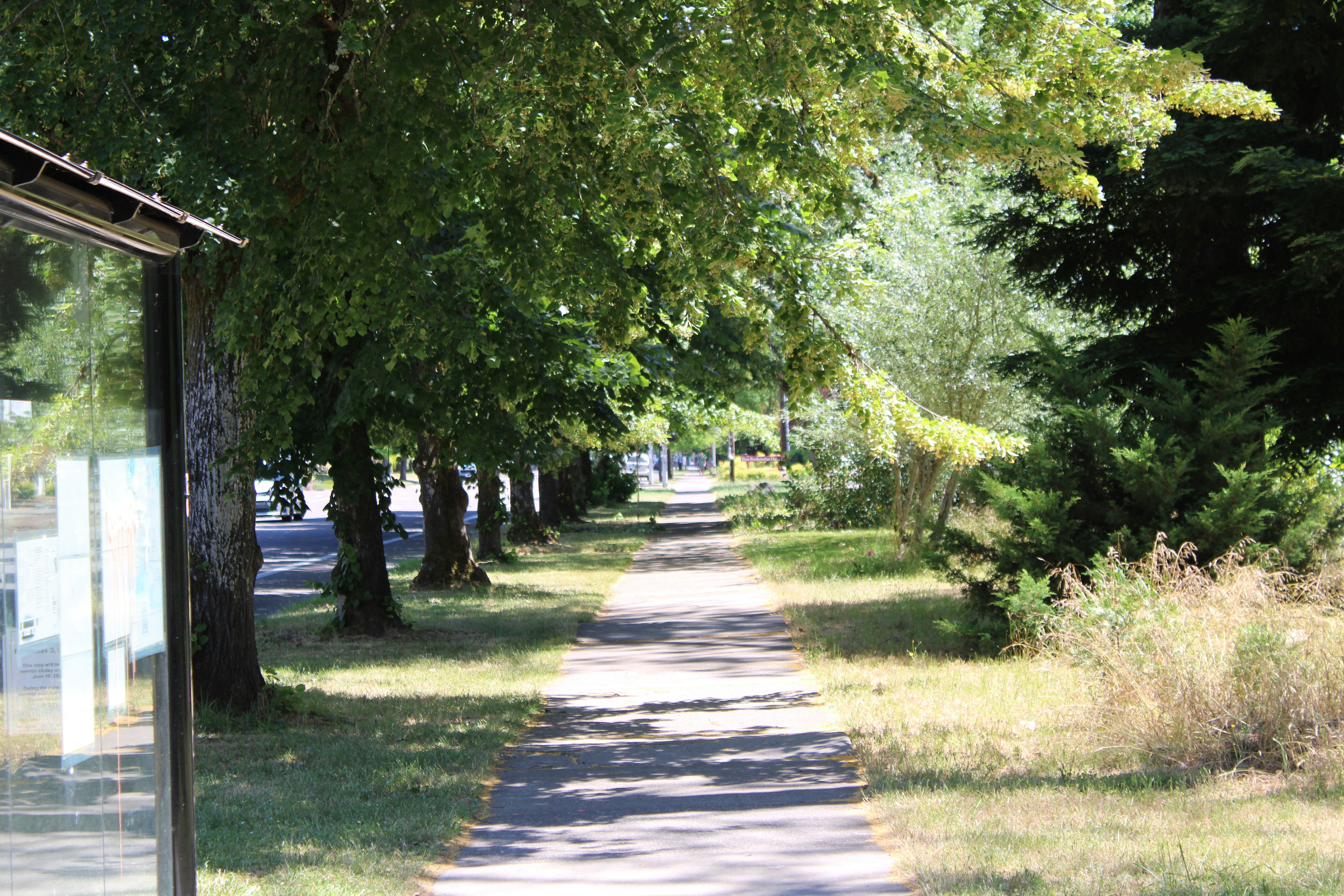 Shade-lined Pathway: A Quiet Corridor of Light