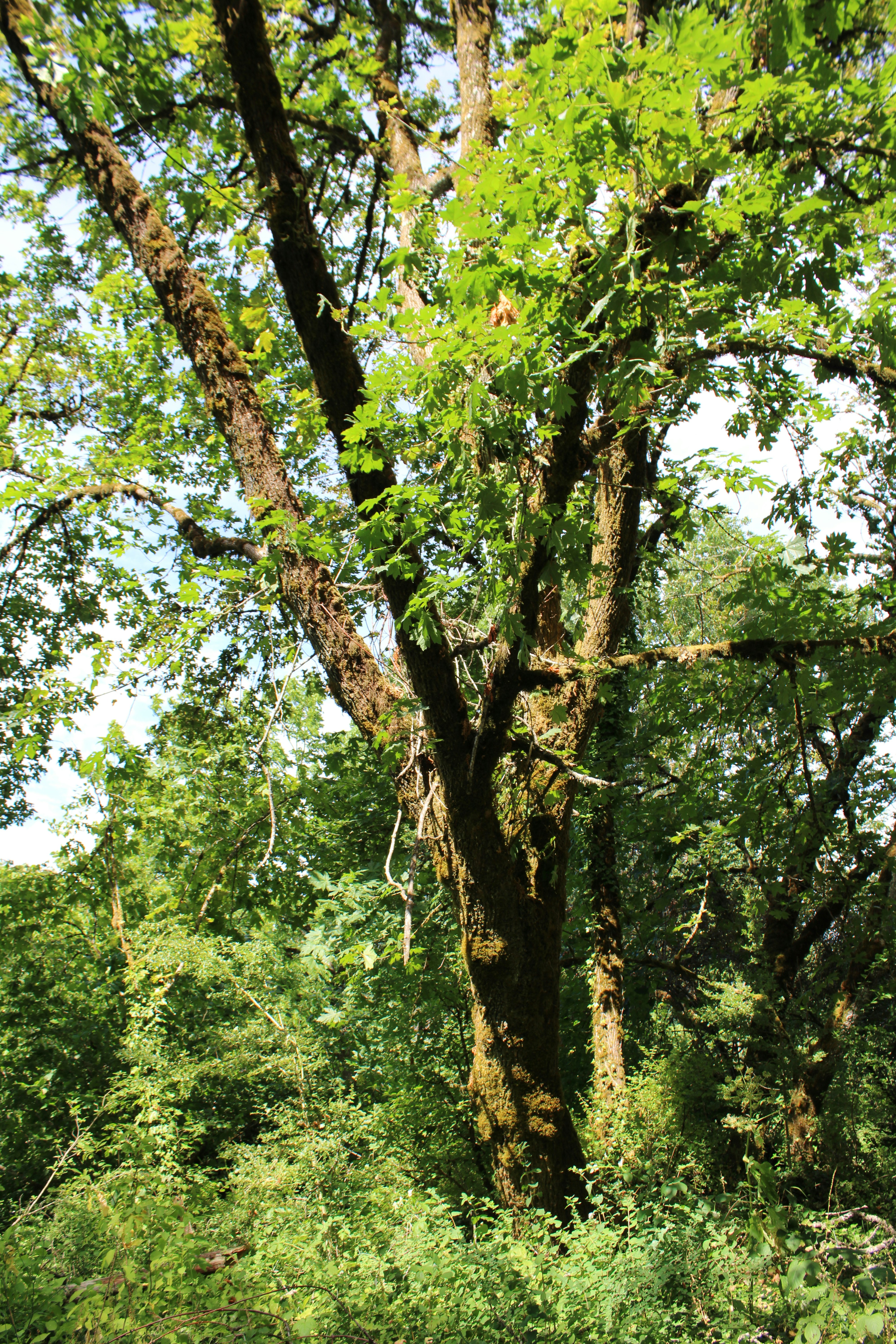 Sun-dappled Oak Trunk Surrounded by Verdant Canopy