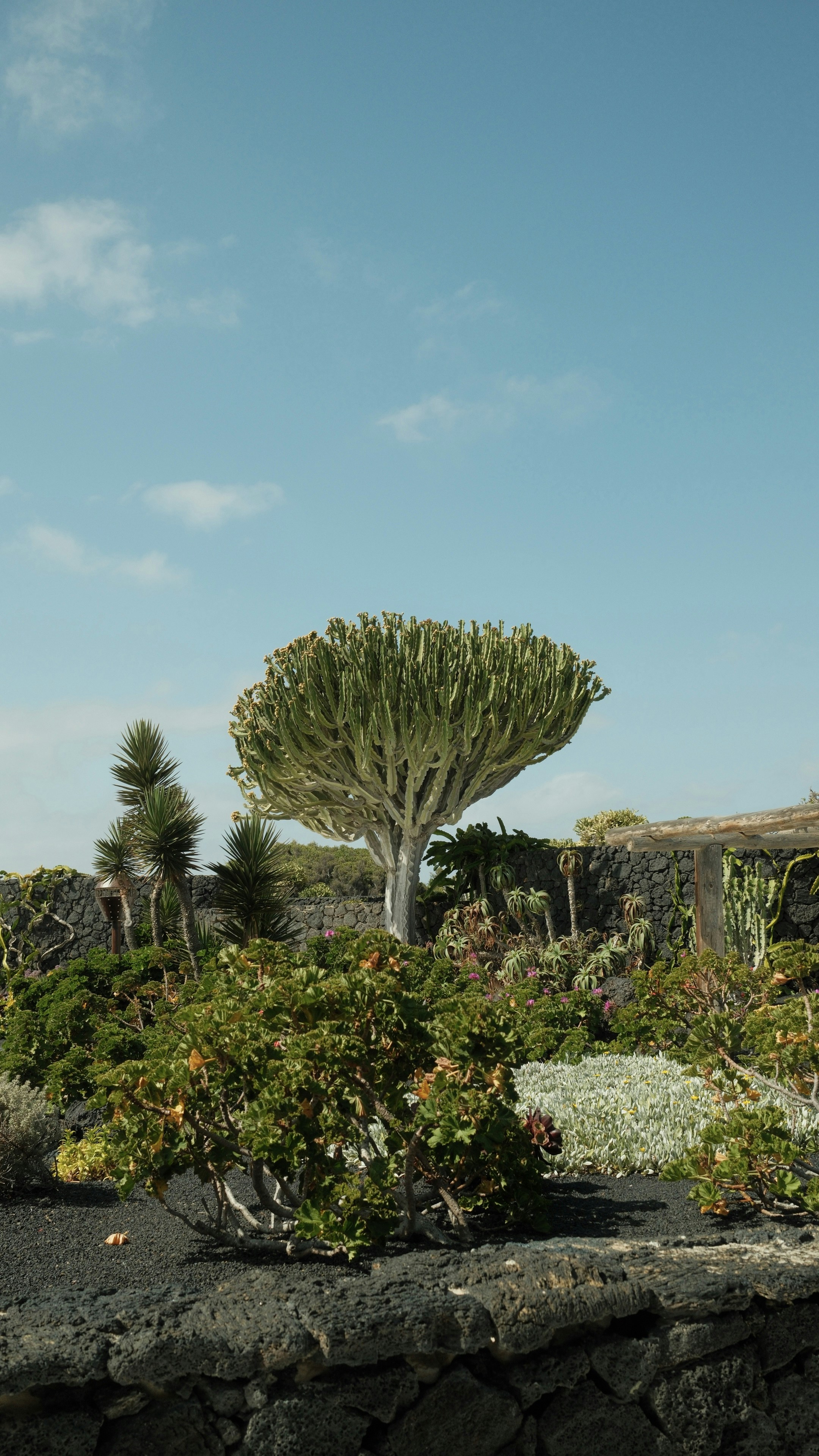 Desert Garden Sentinel under a Clear Sky