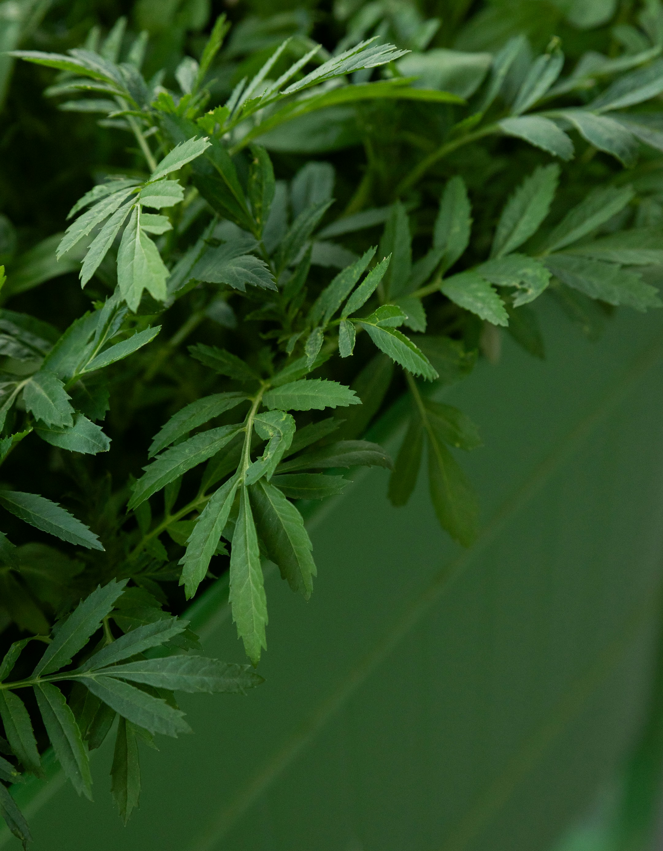 Close-Leaf Perspective: Ferny Green Fronds Folded into a Quiet Corner