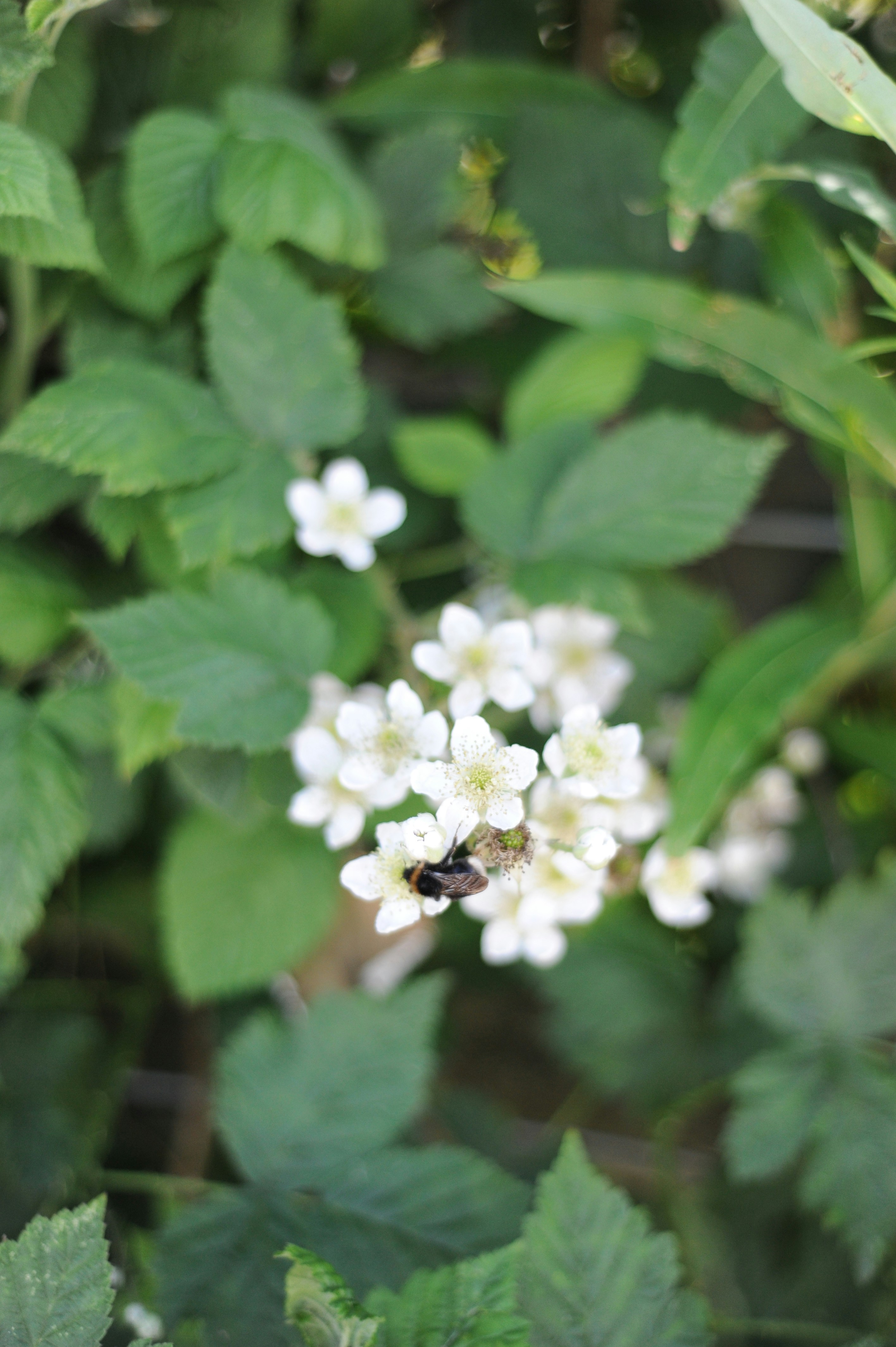 Blooming Cluster with a Bumblebee: A Marble-White Floral Corner