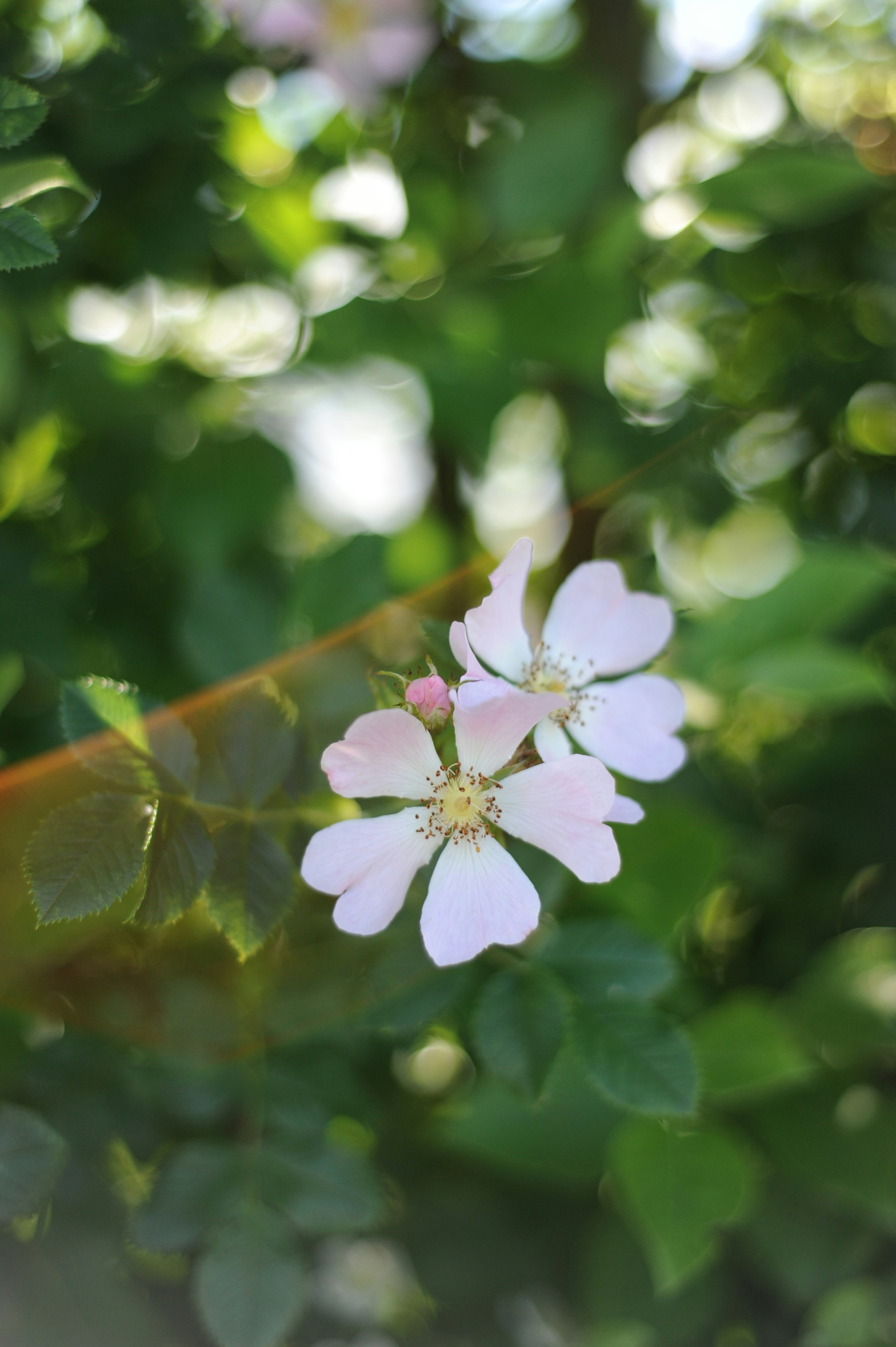 Soft Petal Focus in a Sunlit Garden