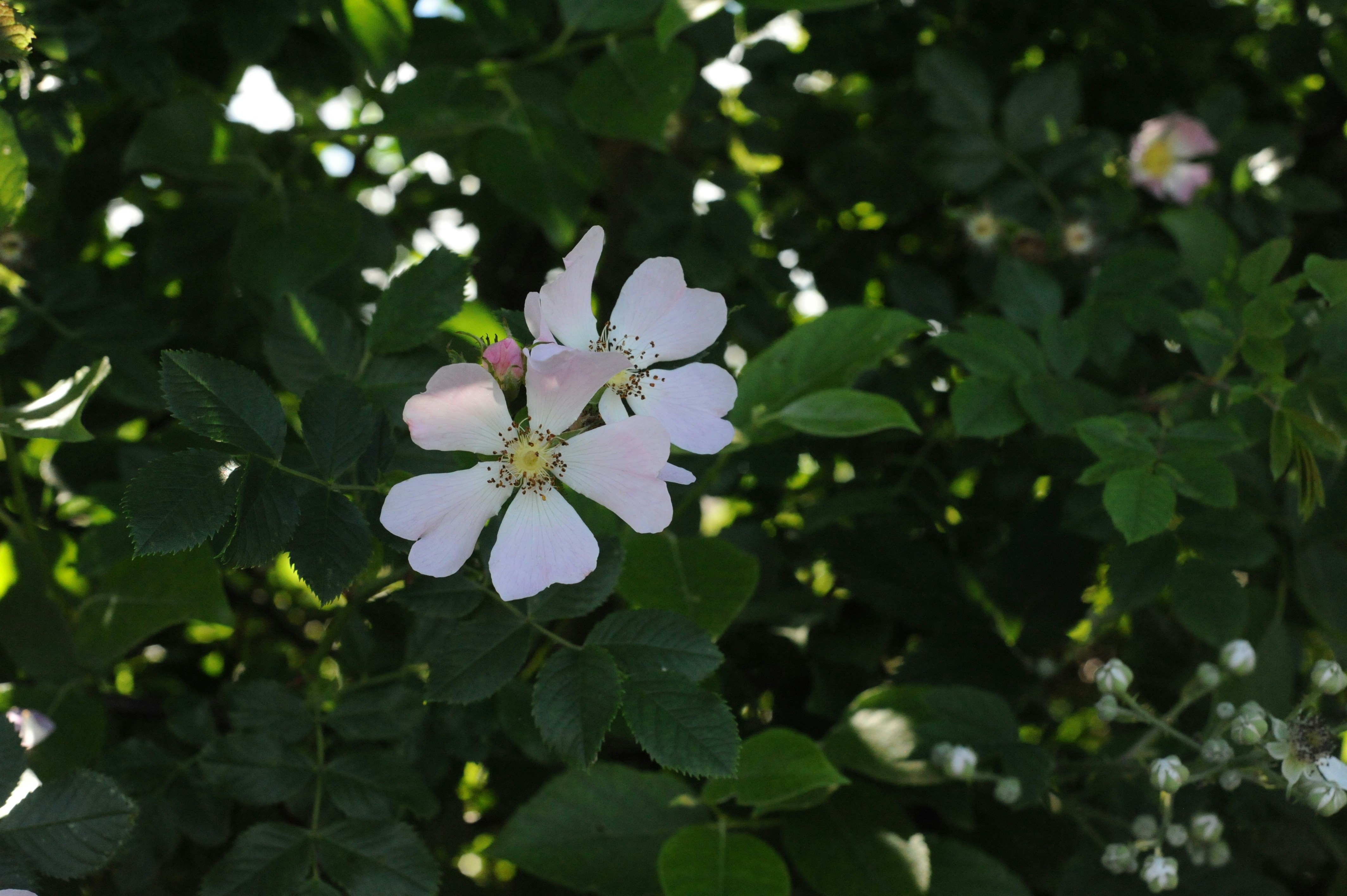 Soft-petaled bloom centered in a sunlit garden hedge