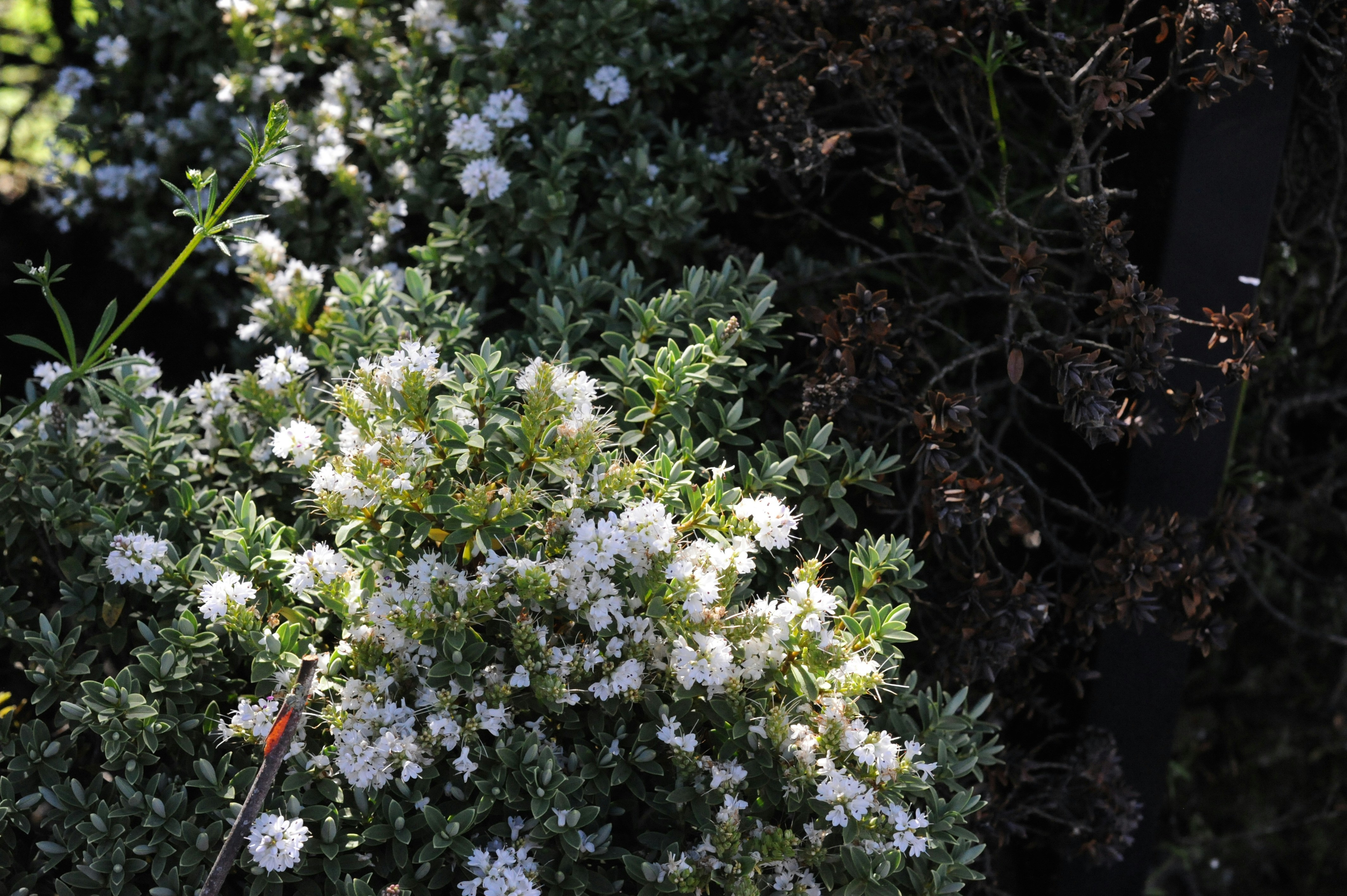 Sunlit Cluster of White Flowers Amid Dense Foliage