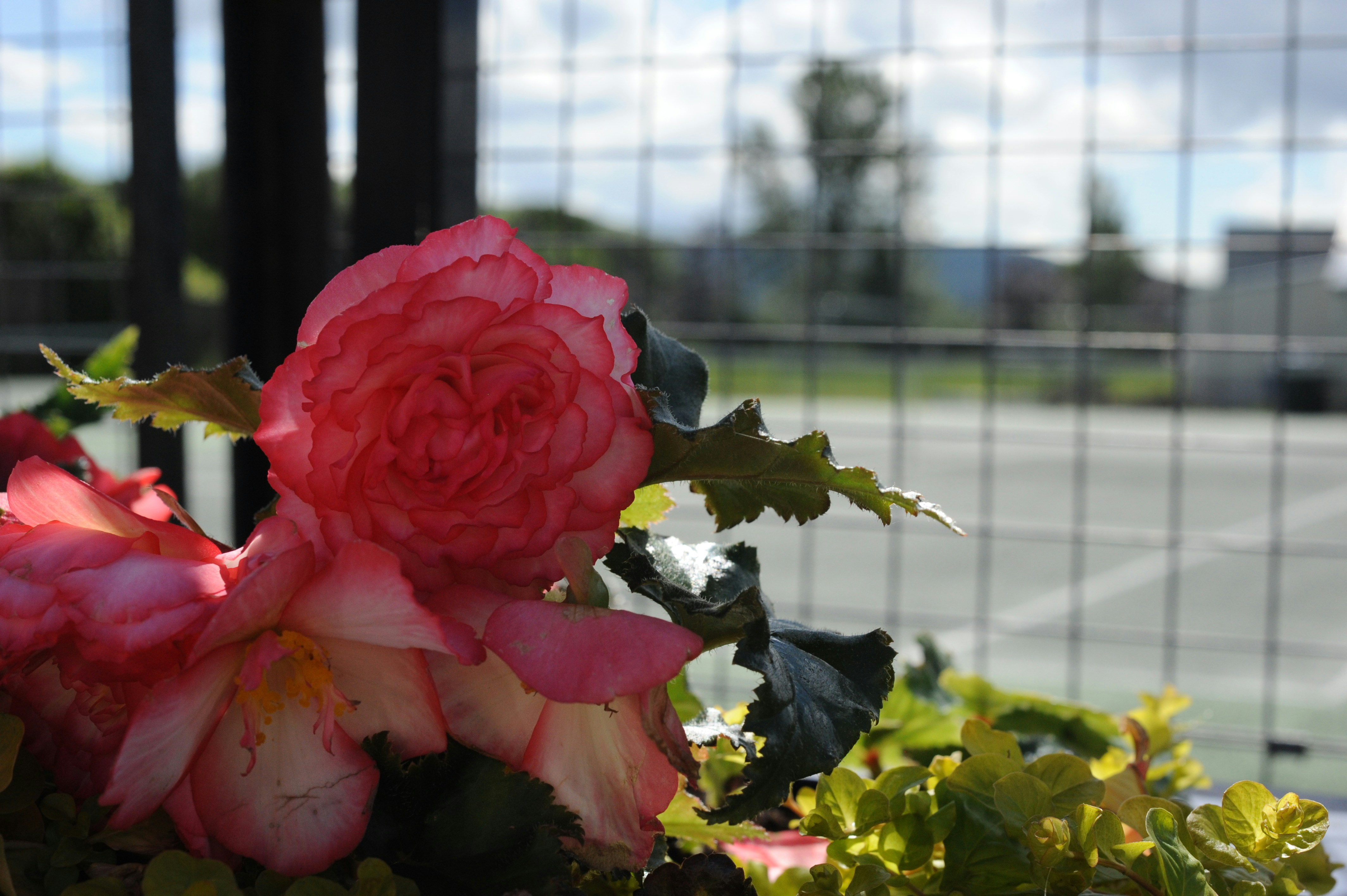 Pink Camellia Against a Chain-Link Backdrop