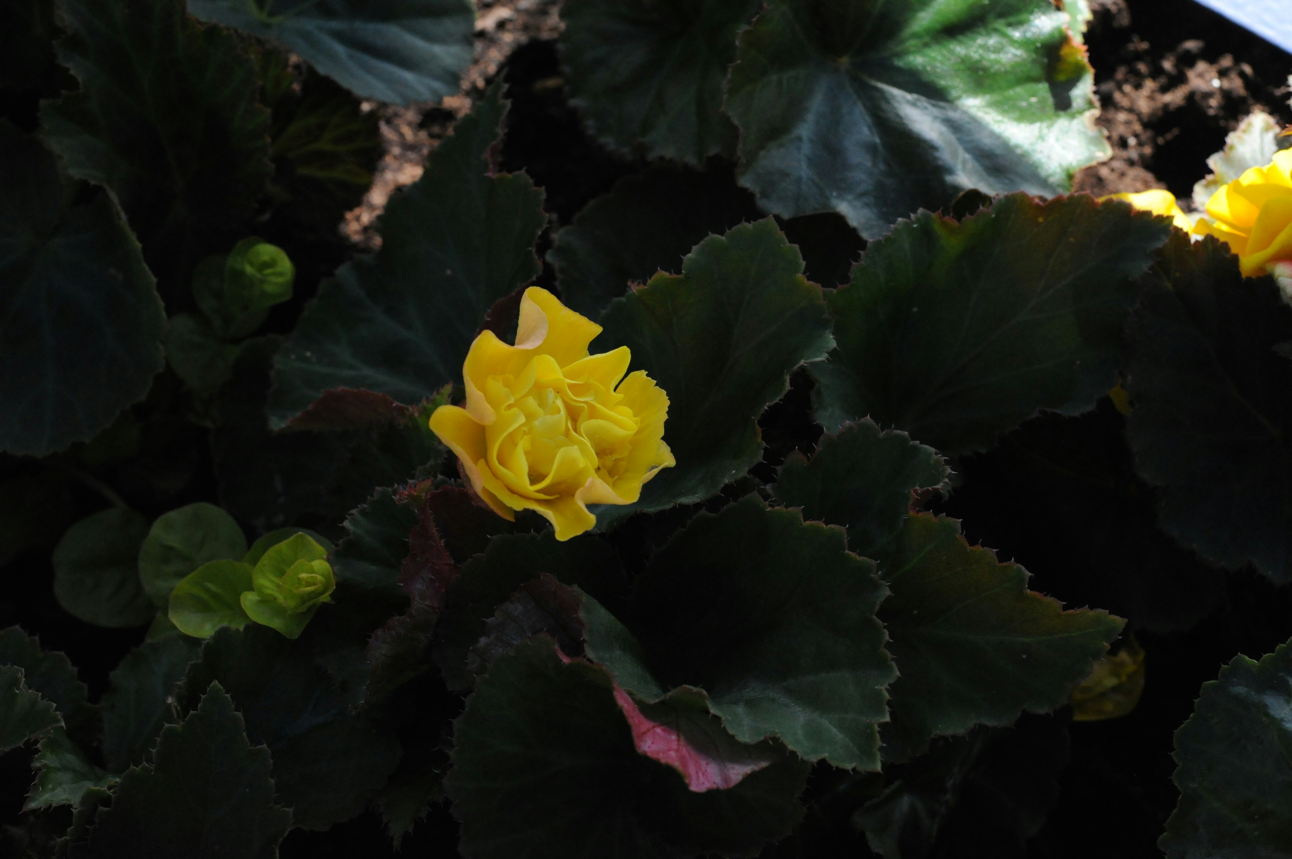 Today's assignment called for flowers.