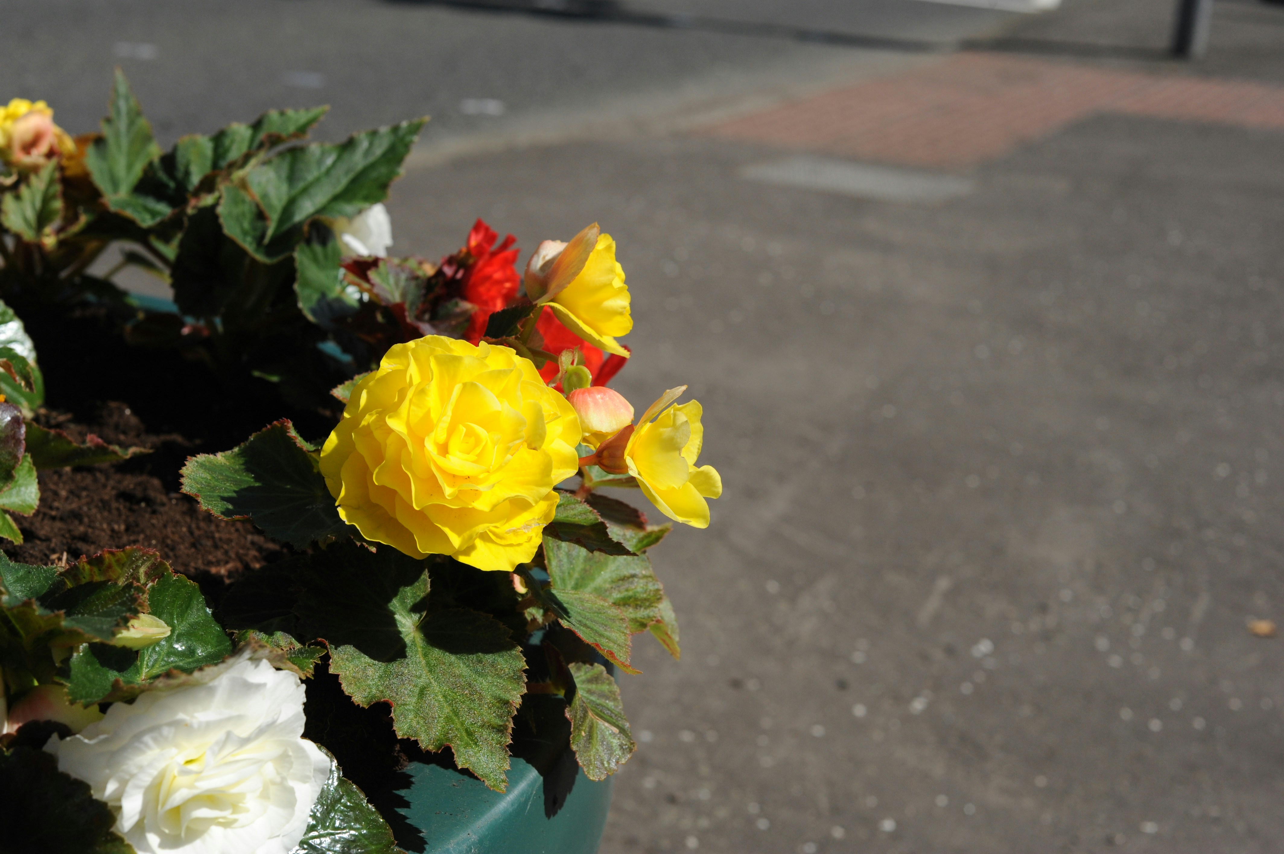 Yellow Rose in Focus: Garden Pot Corner with Outdoor Pavement