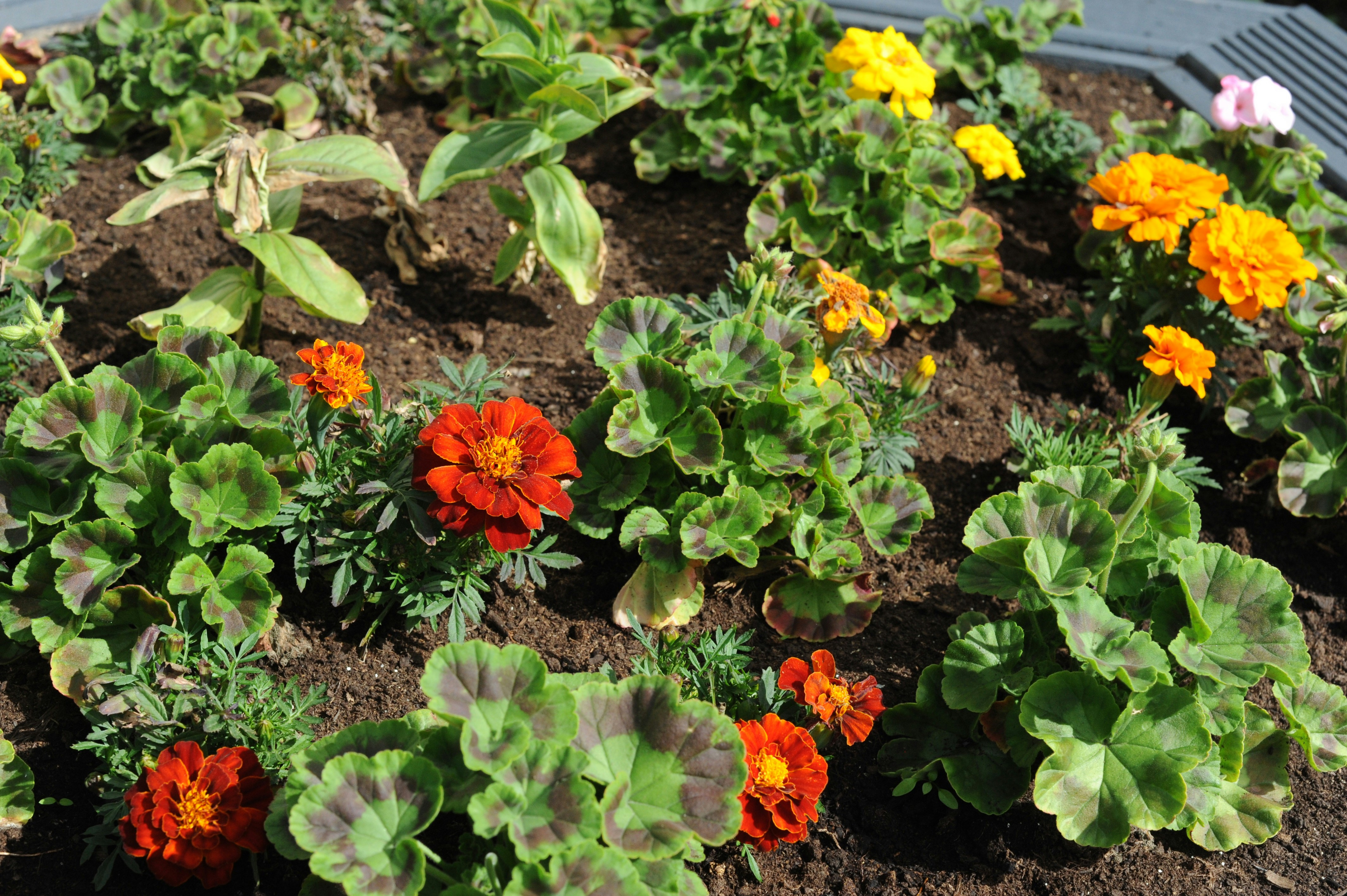 Sunlit Bed of Vibrant Begonias: A Portrait in Colorful Soil