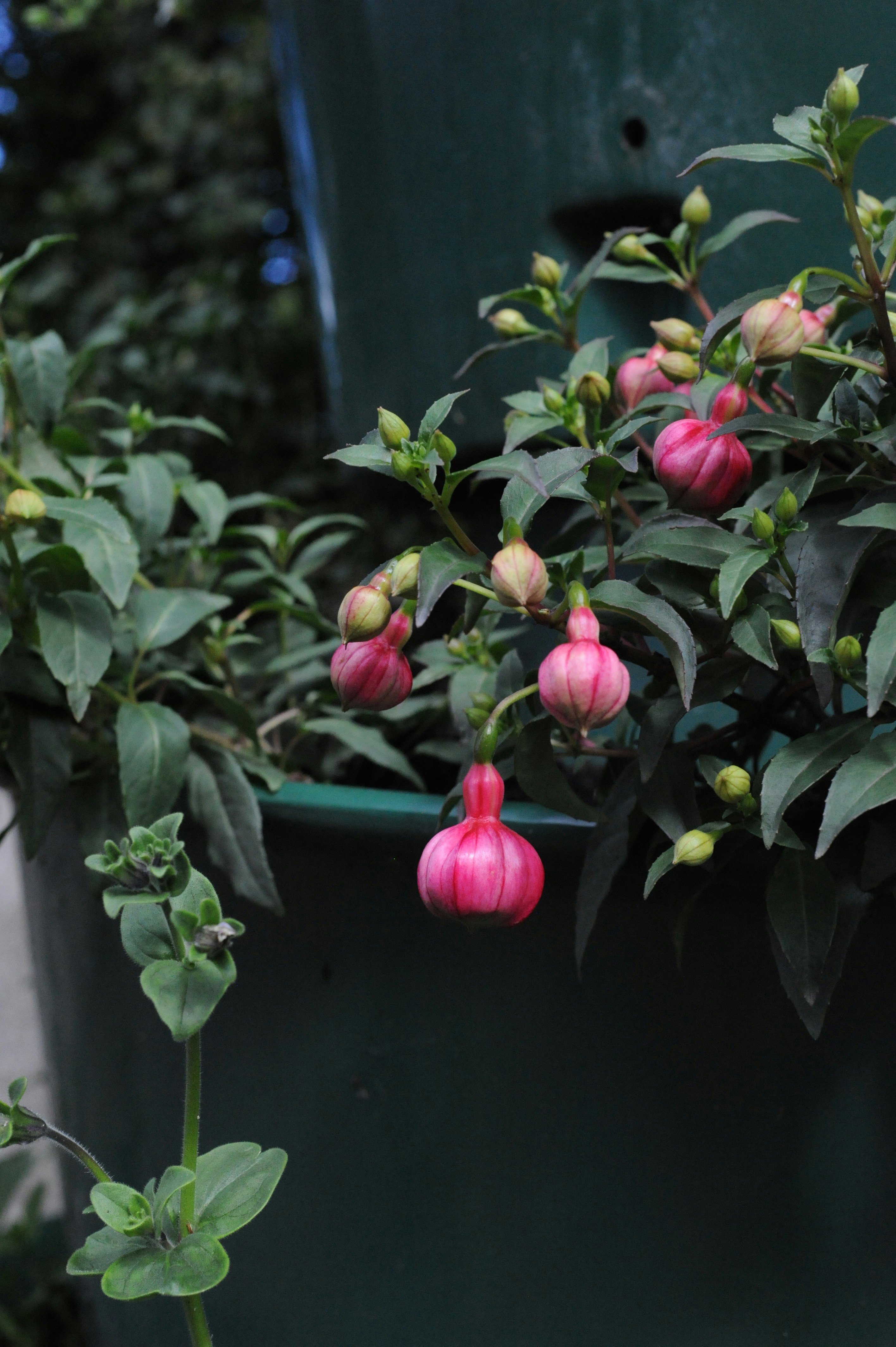 Pink bellflowers spilling over a green planter edge