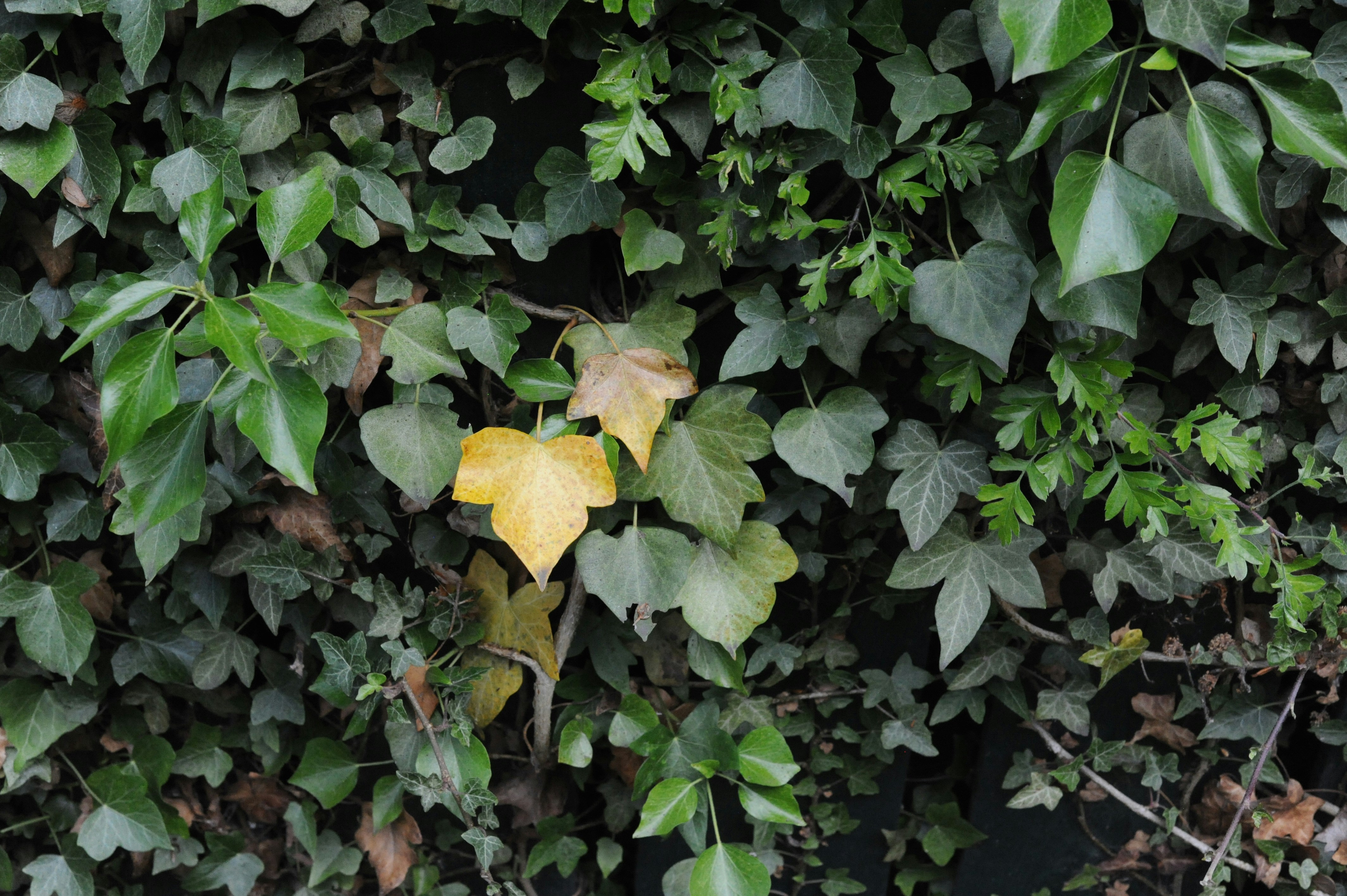 Silent Leaf Mosaic: A Wall of Vines with a Hint of Autumn