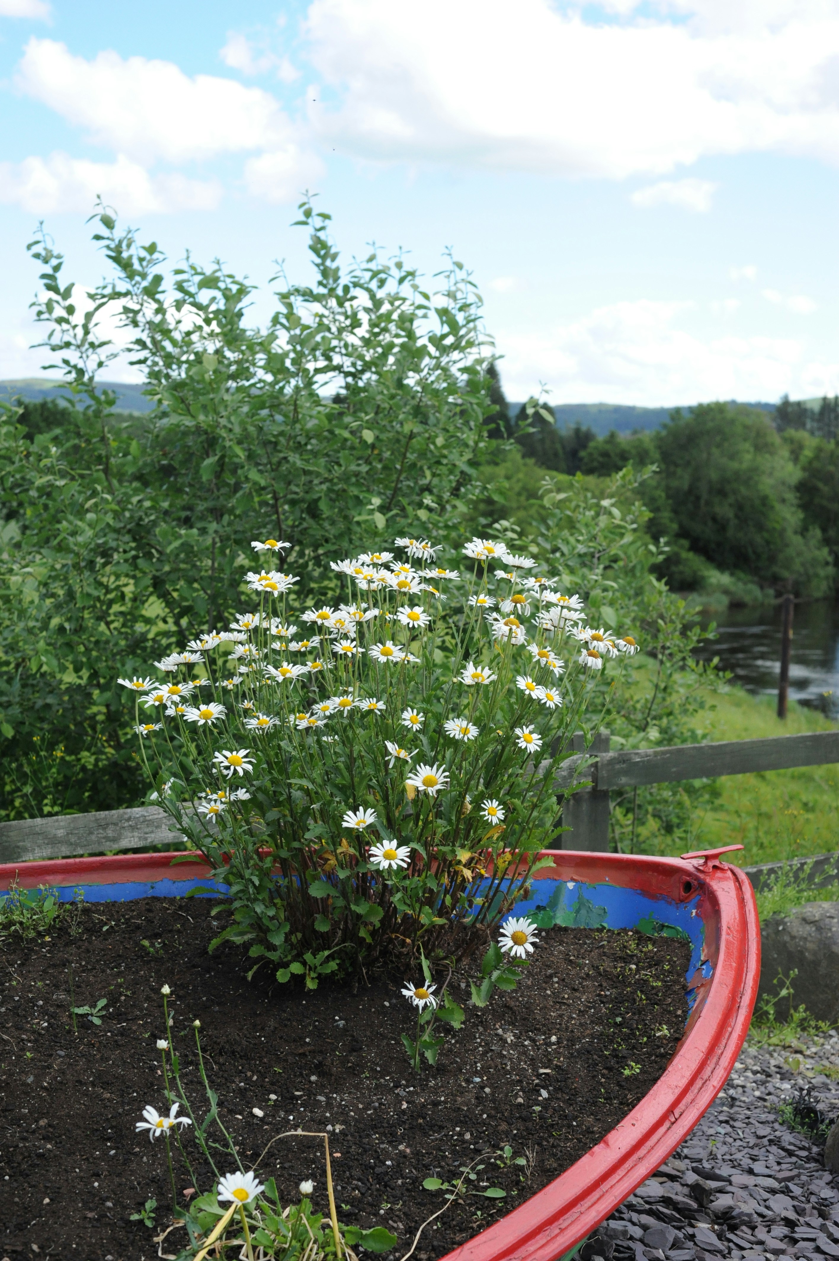 Daisies in a Red Boat: A Tranquil Pot Filled with White Bloom