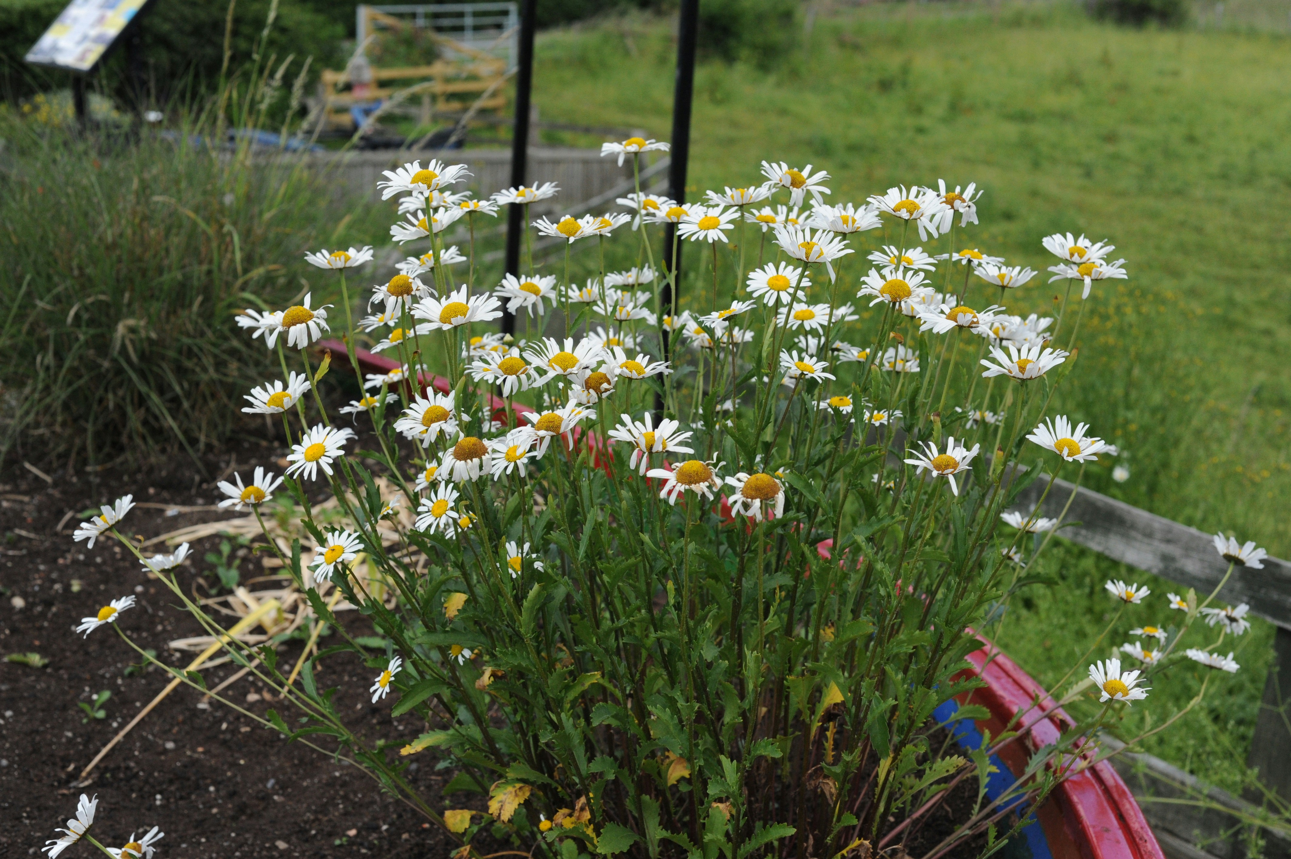 Daisy Crown at the Garden Edge