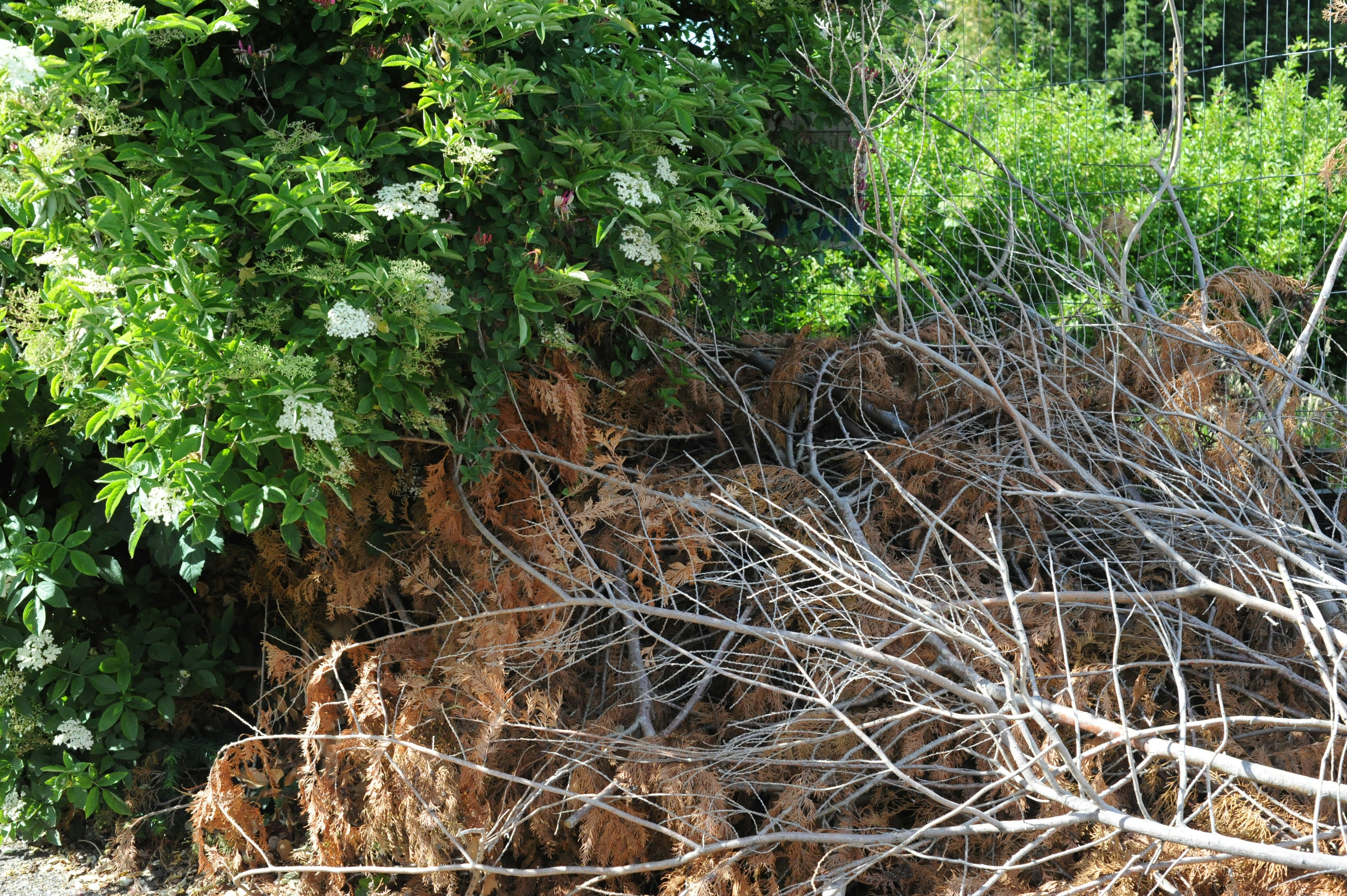 Twisted brush and fallen branches beneath a green canopy