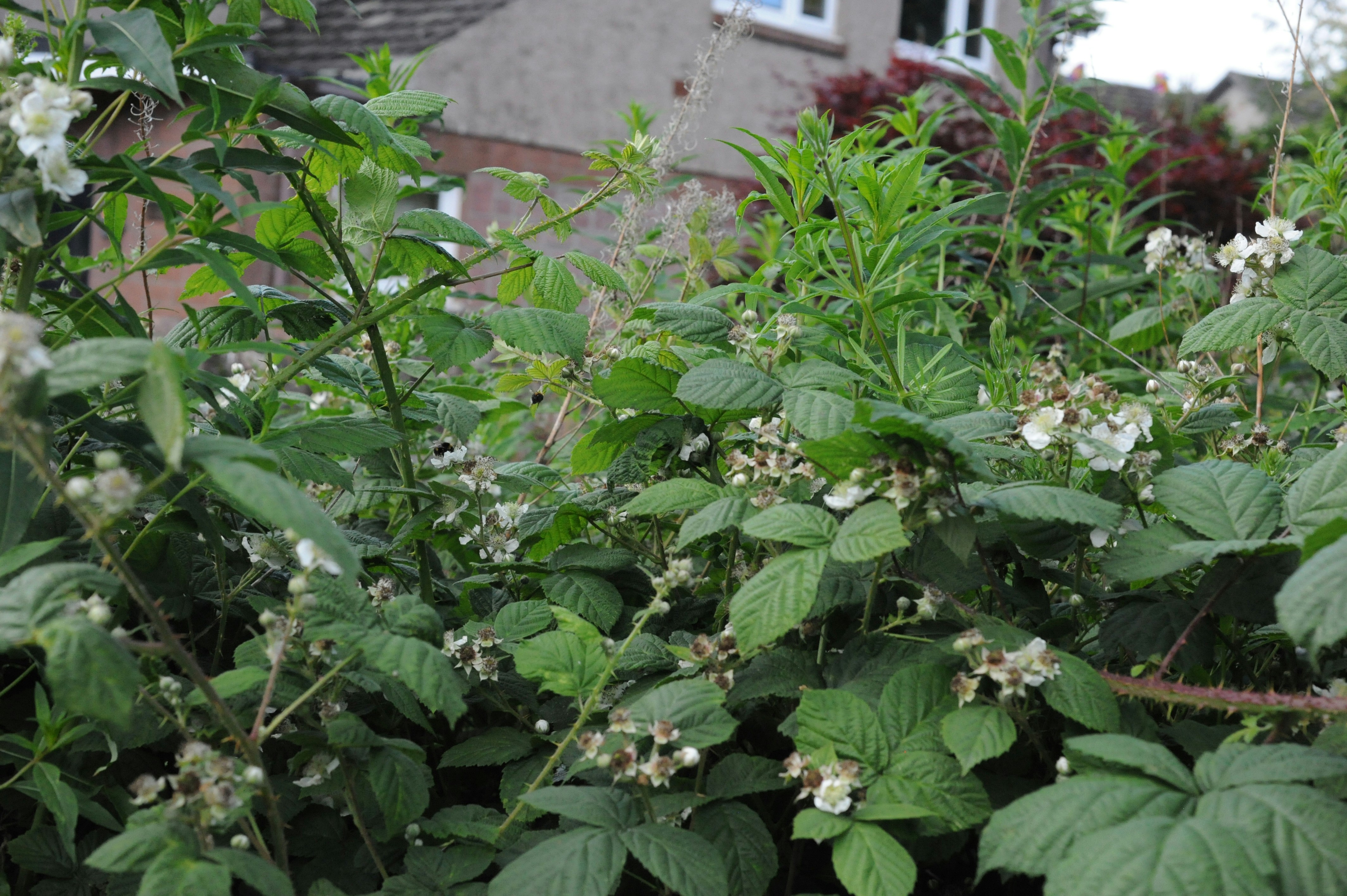 White blossoms weave through dense green shrubbery in a suburban garden