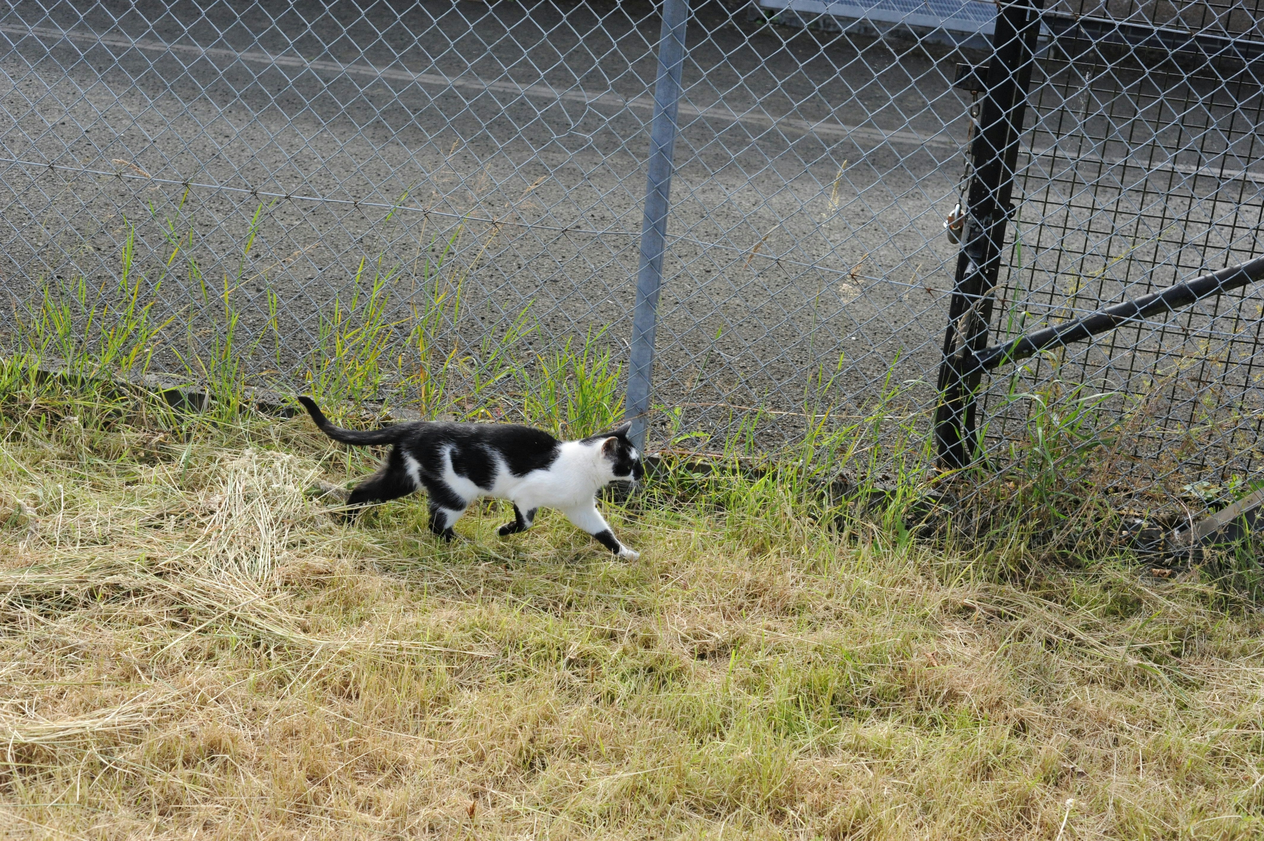 Calico Scout in a Fenced Garden Path