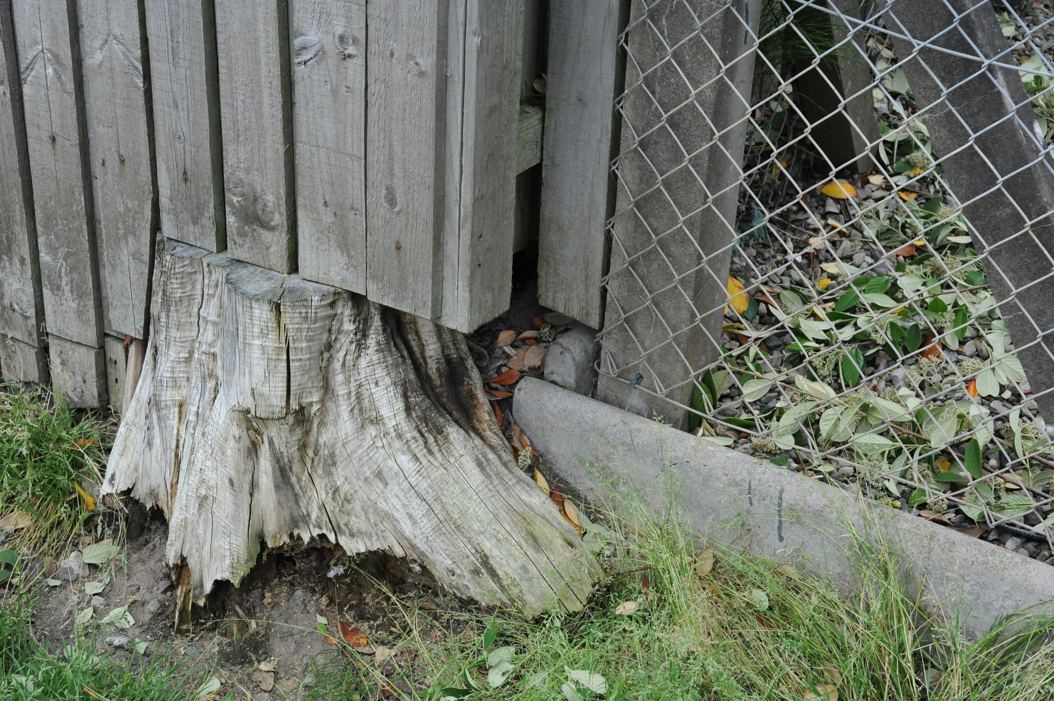 Weathered Fence Post at Ground Level