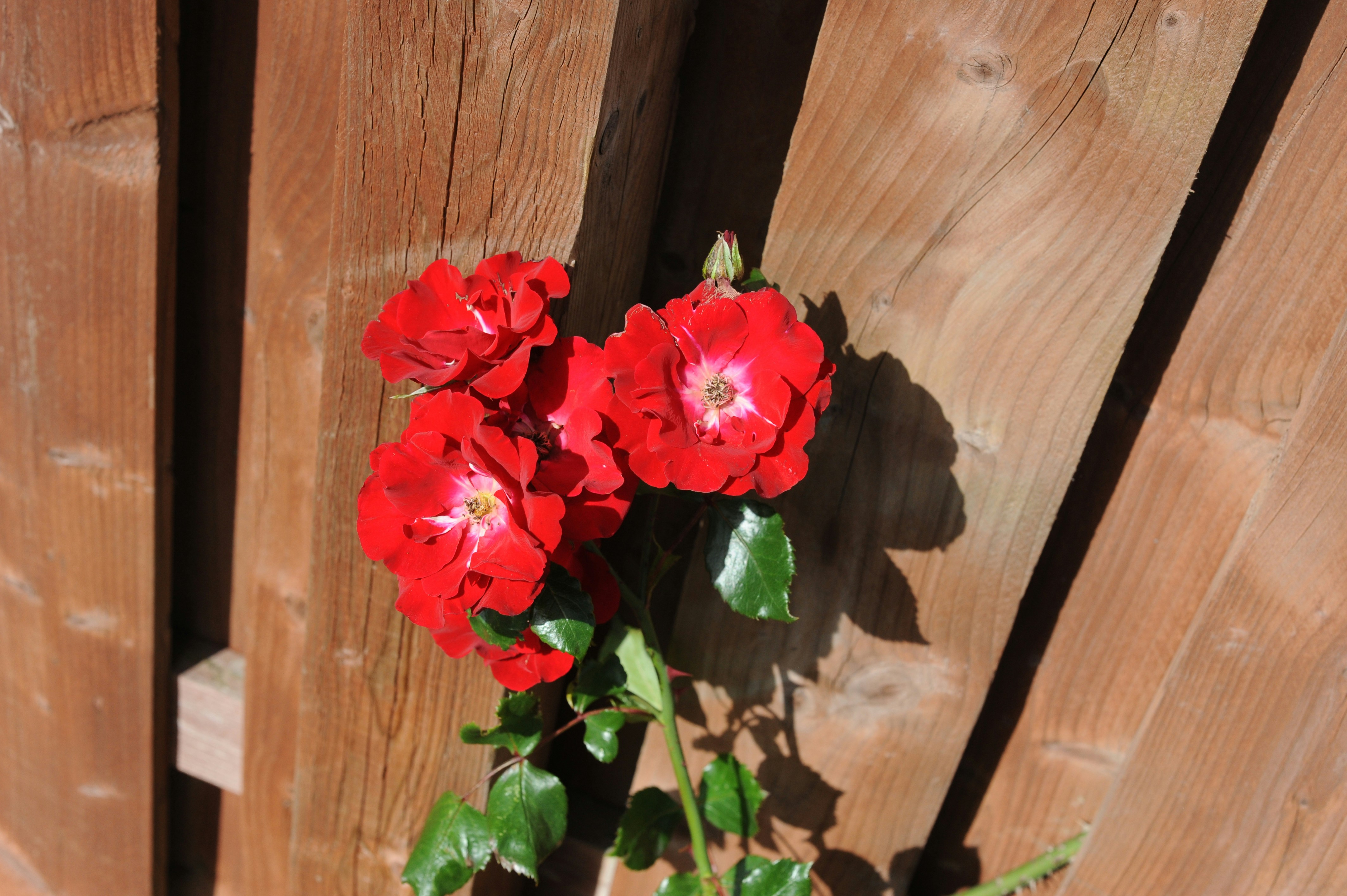 Red blooms clutching sunlight along weathered boards