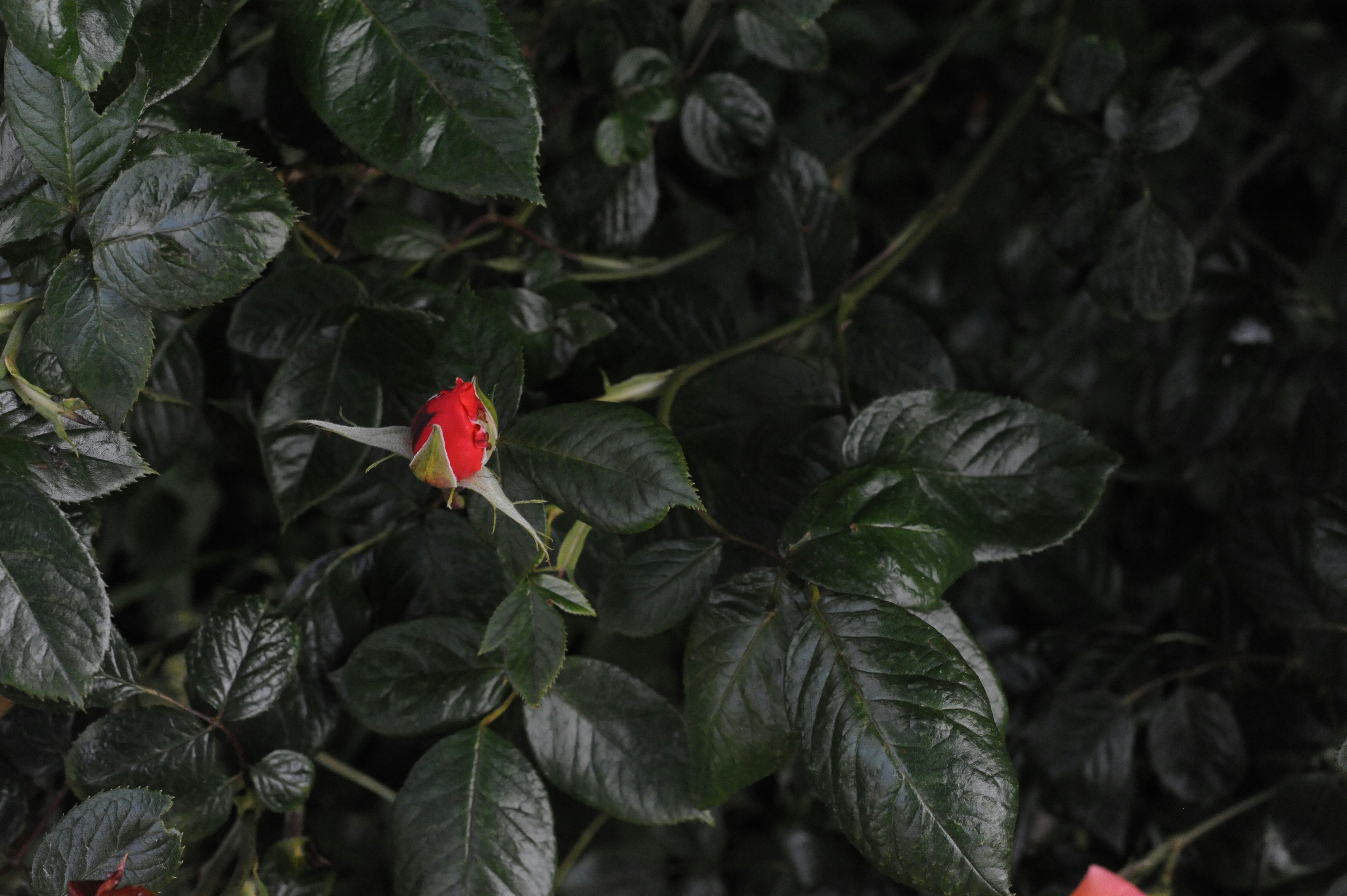 Crimson Rosebud Among Velvet Leaves