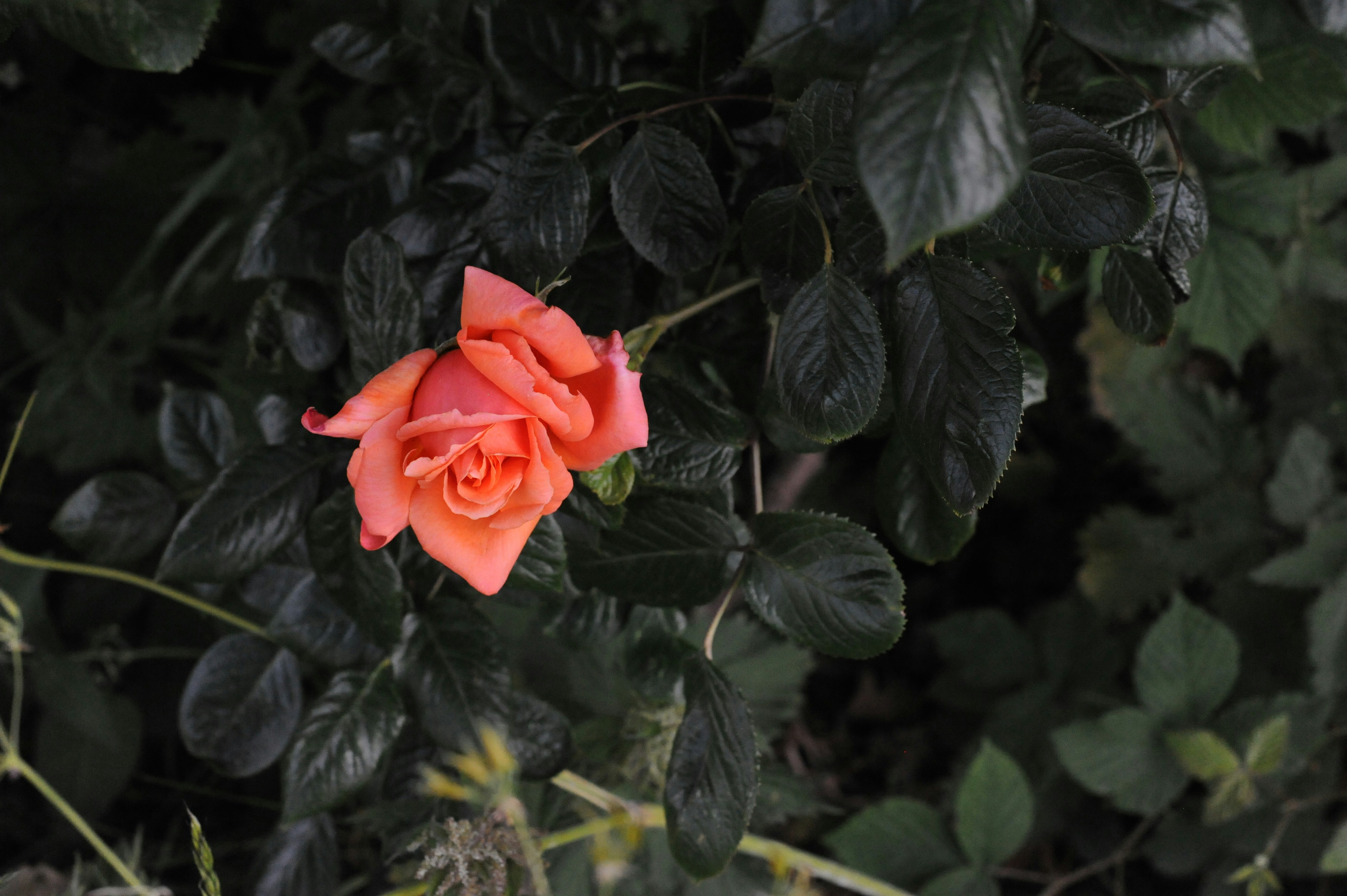 Coral Blossom in a Quiet Foliage Frame
