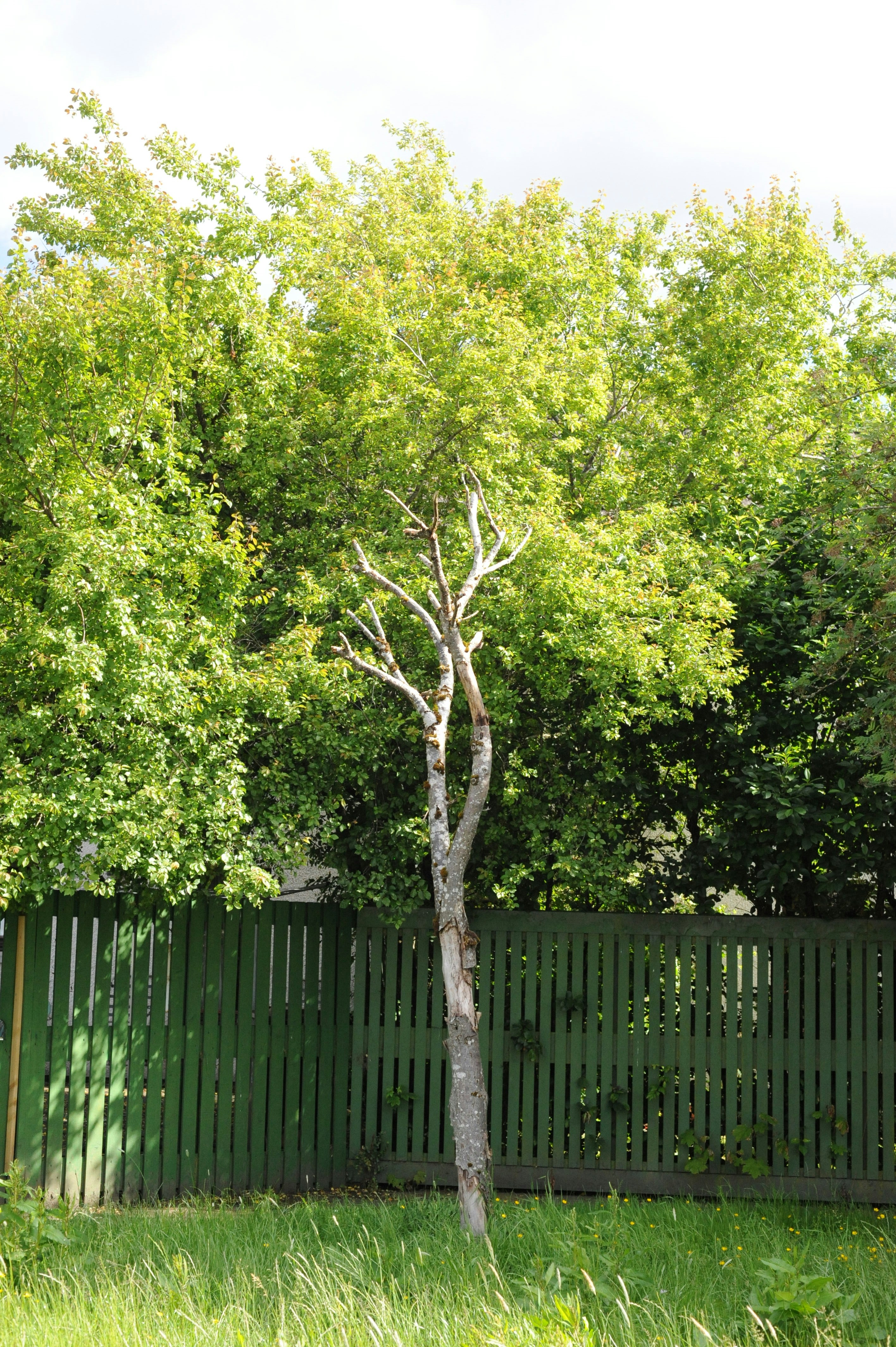 Lone Pollinated Arc: A Tree Fronted by a Humble Fence