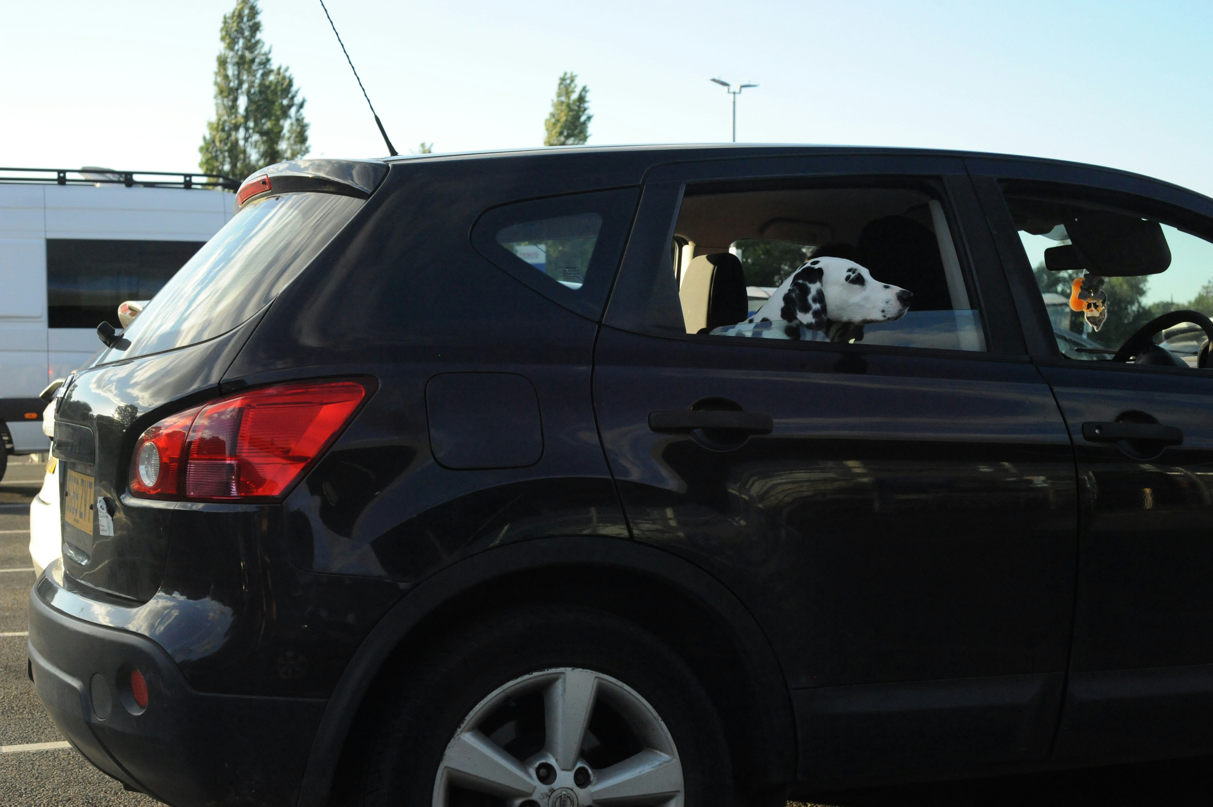 Dalmatian Passenger: Quiet Observation from the Backseat