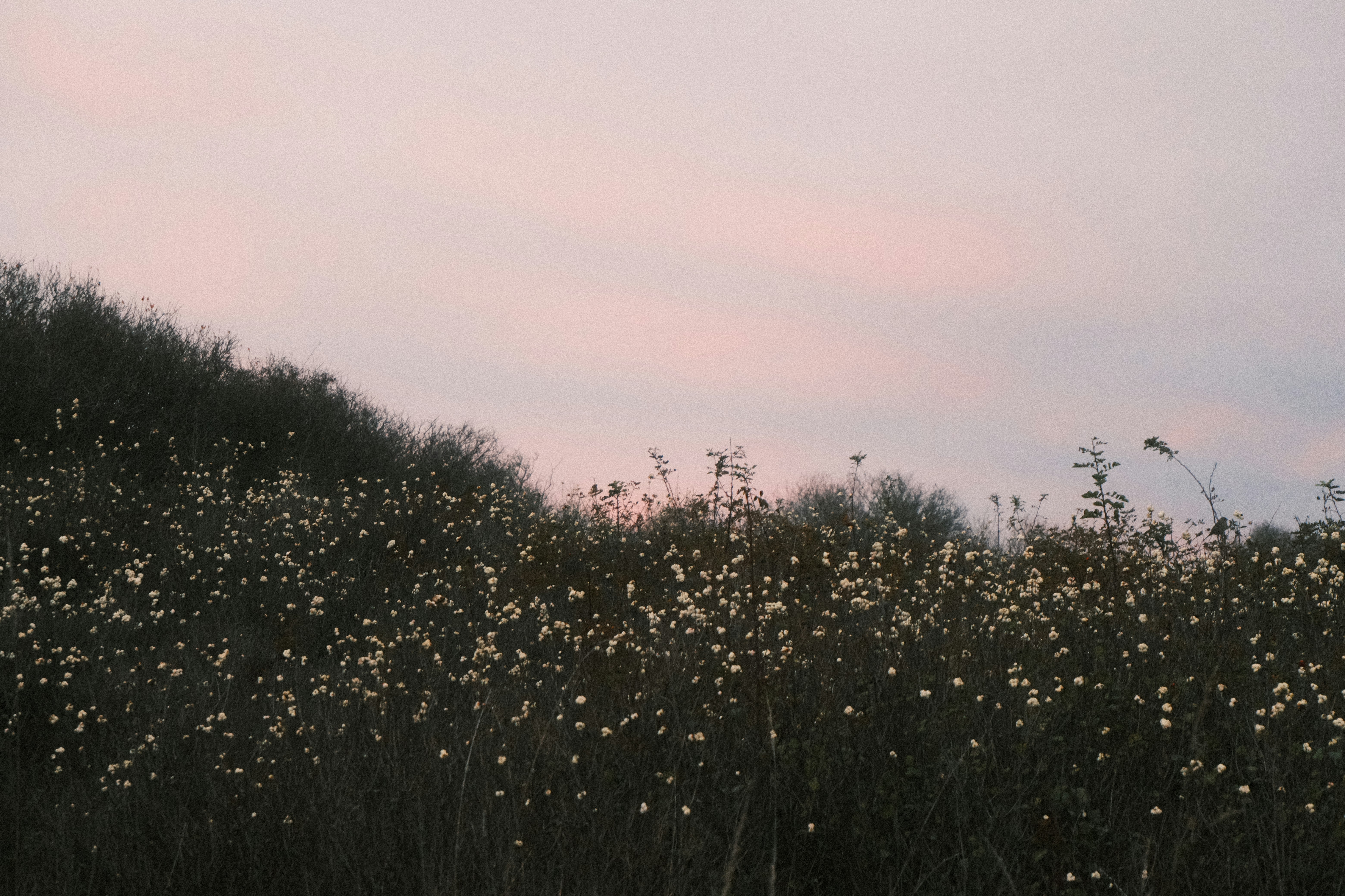 Whispering Meadow at the Edge of Dusk