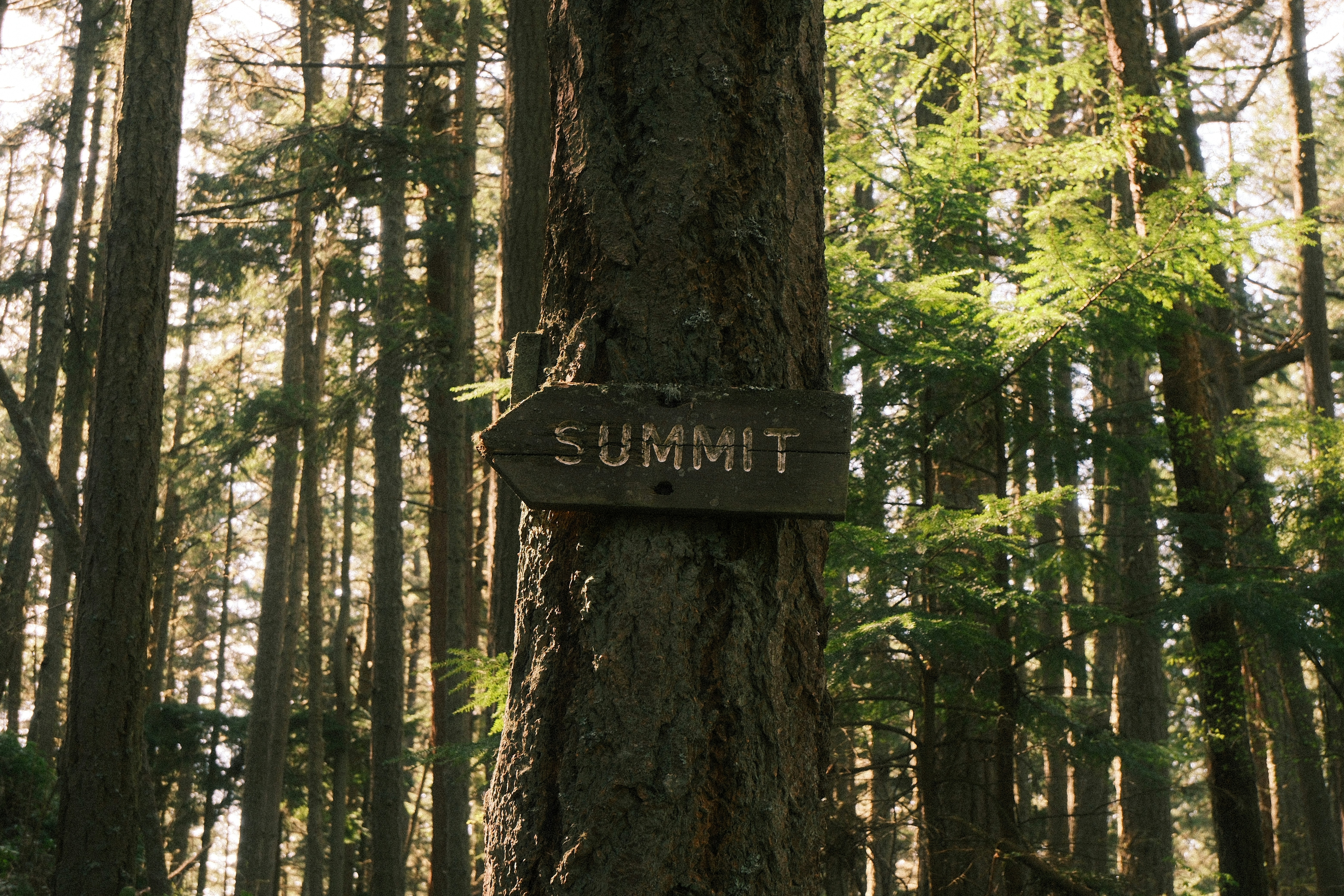 Signpost on the Trunk: Summit Trail through Dappled Pines