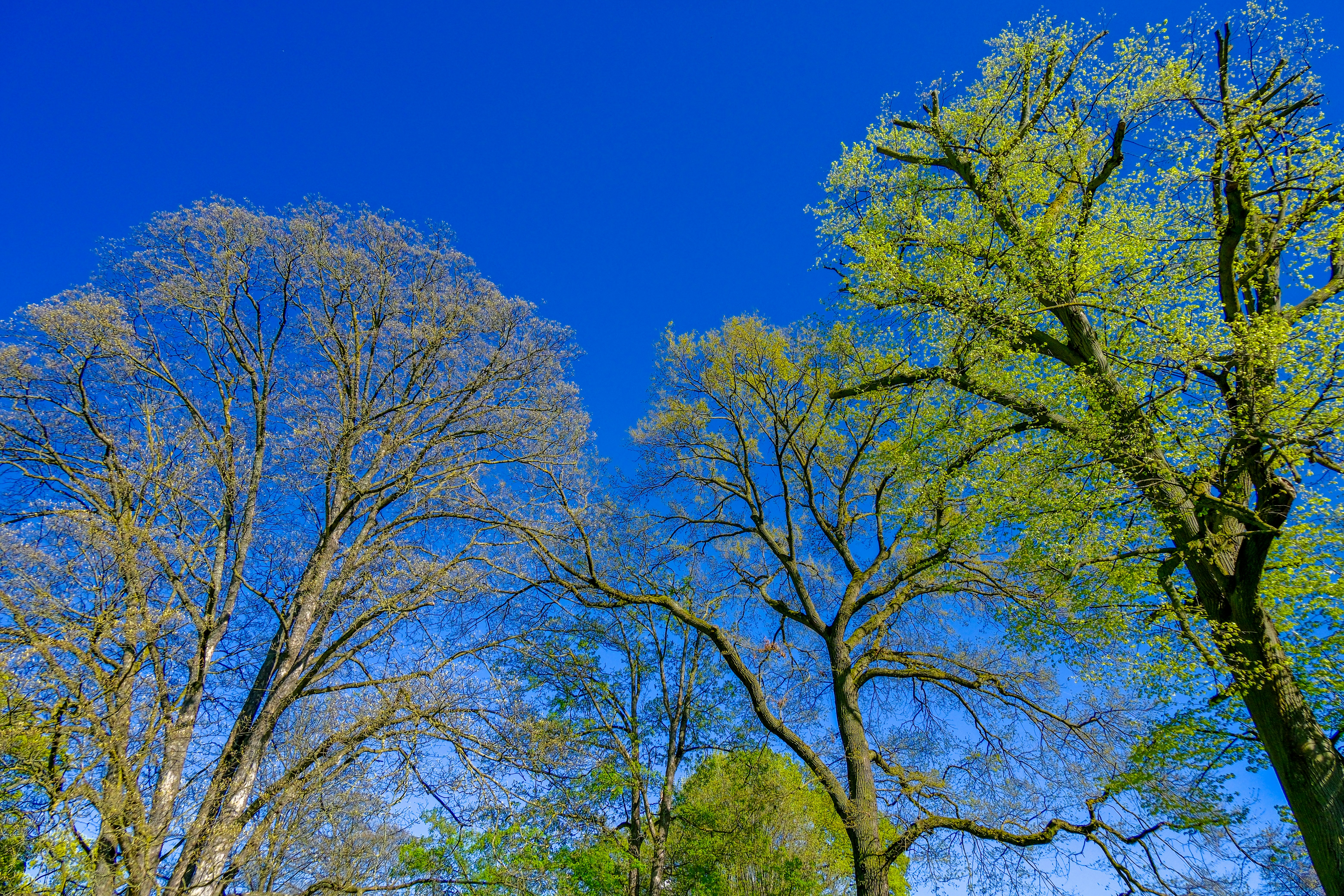 Skyward Green: Tree Canopy Reaches toward a Cerulean Arc