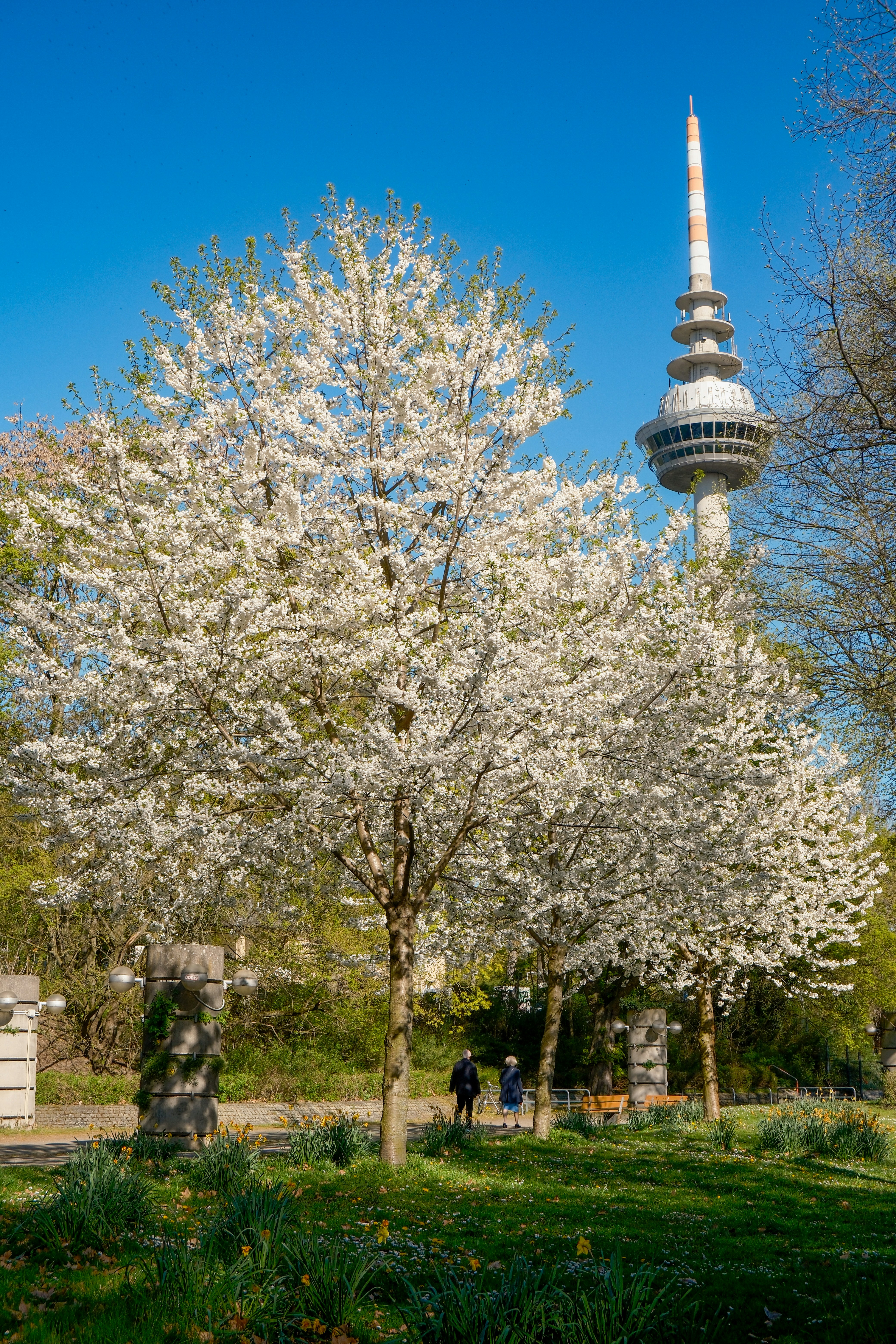 Cherry blossoms frame a distant observation tower under a clear blue sky; park visitors and greenery populate the foreground, conveying a springtime urban scene.