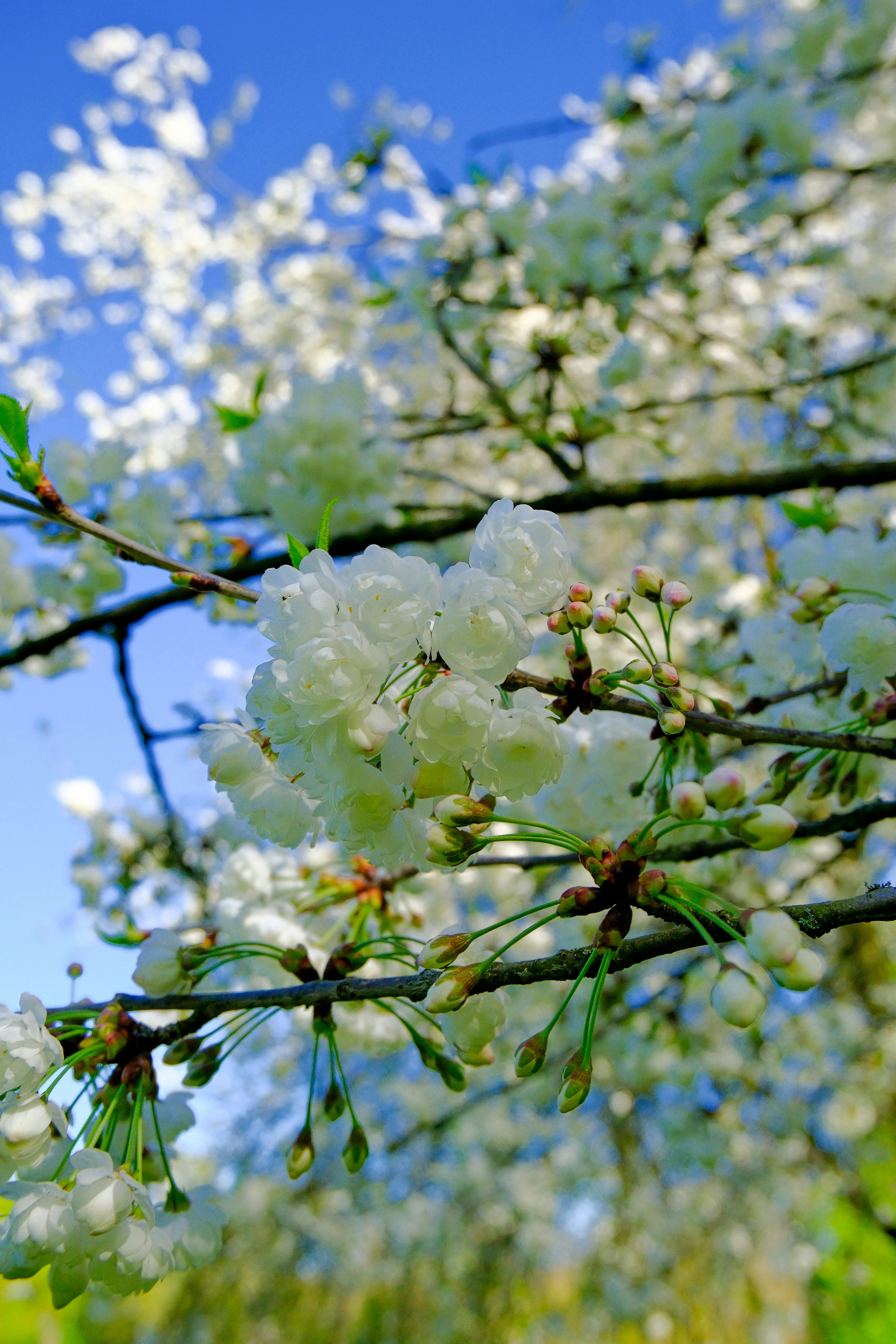 White blossom cluster on a sunlit branch against blue sky