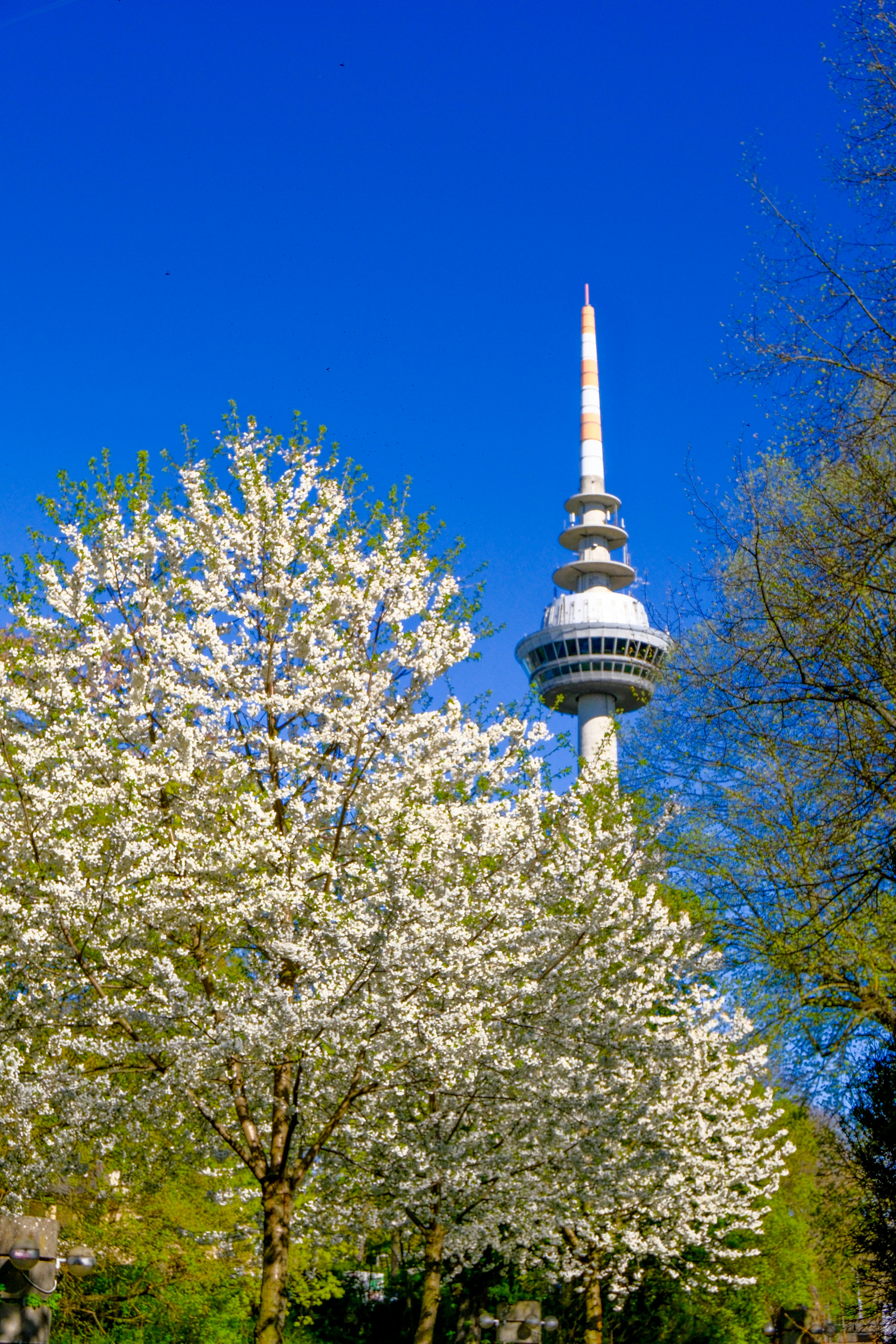 Blossoms and Broadcast: A Skyline Tower Framed by Spring White",
  