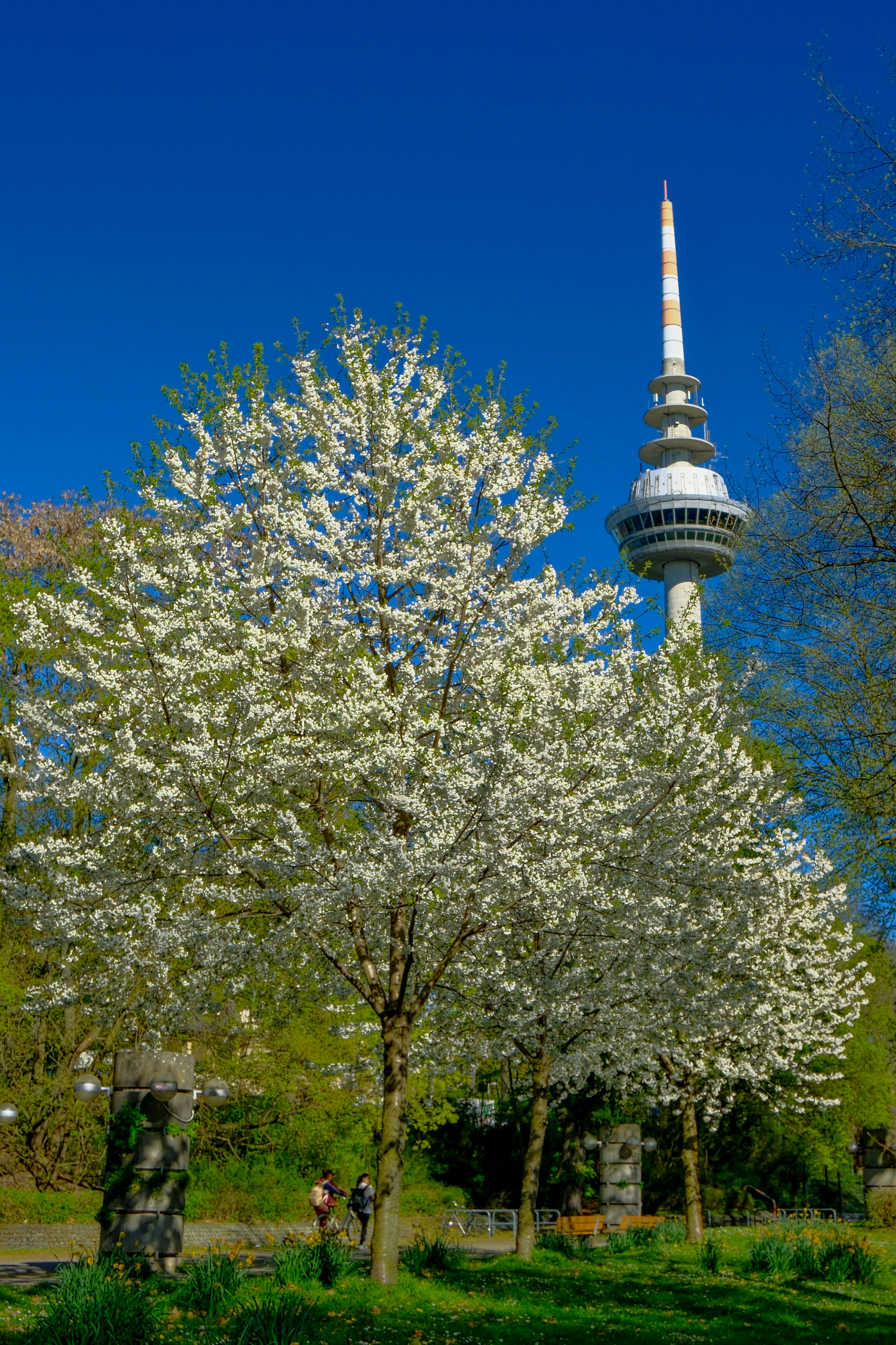 Blossoms in the Shadow of a Spire