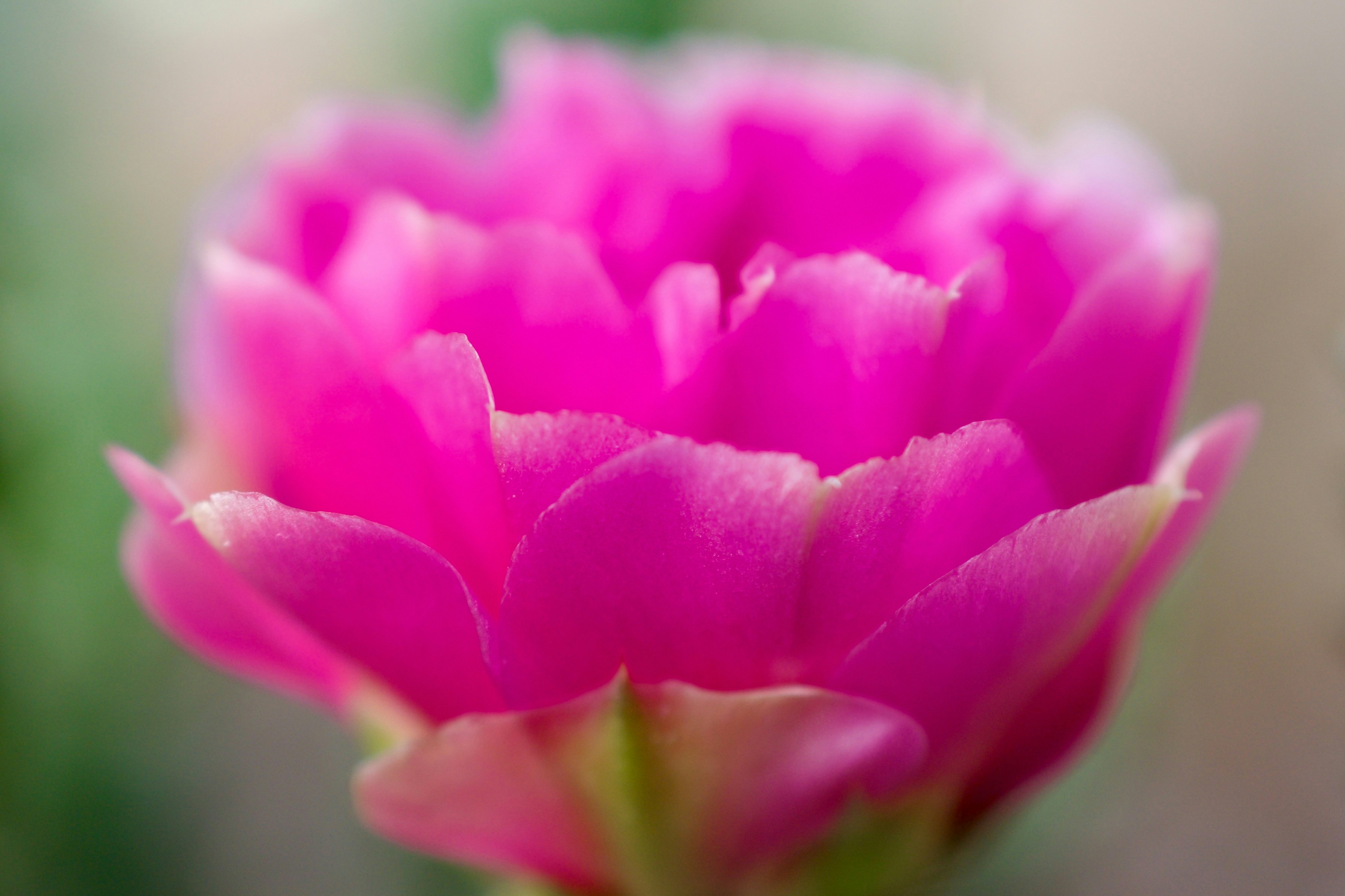 Close-up Bloom: a Magenta Tulip Framed by Soft Bokeh
