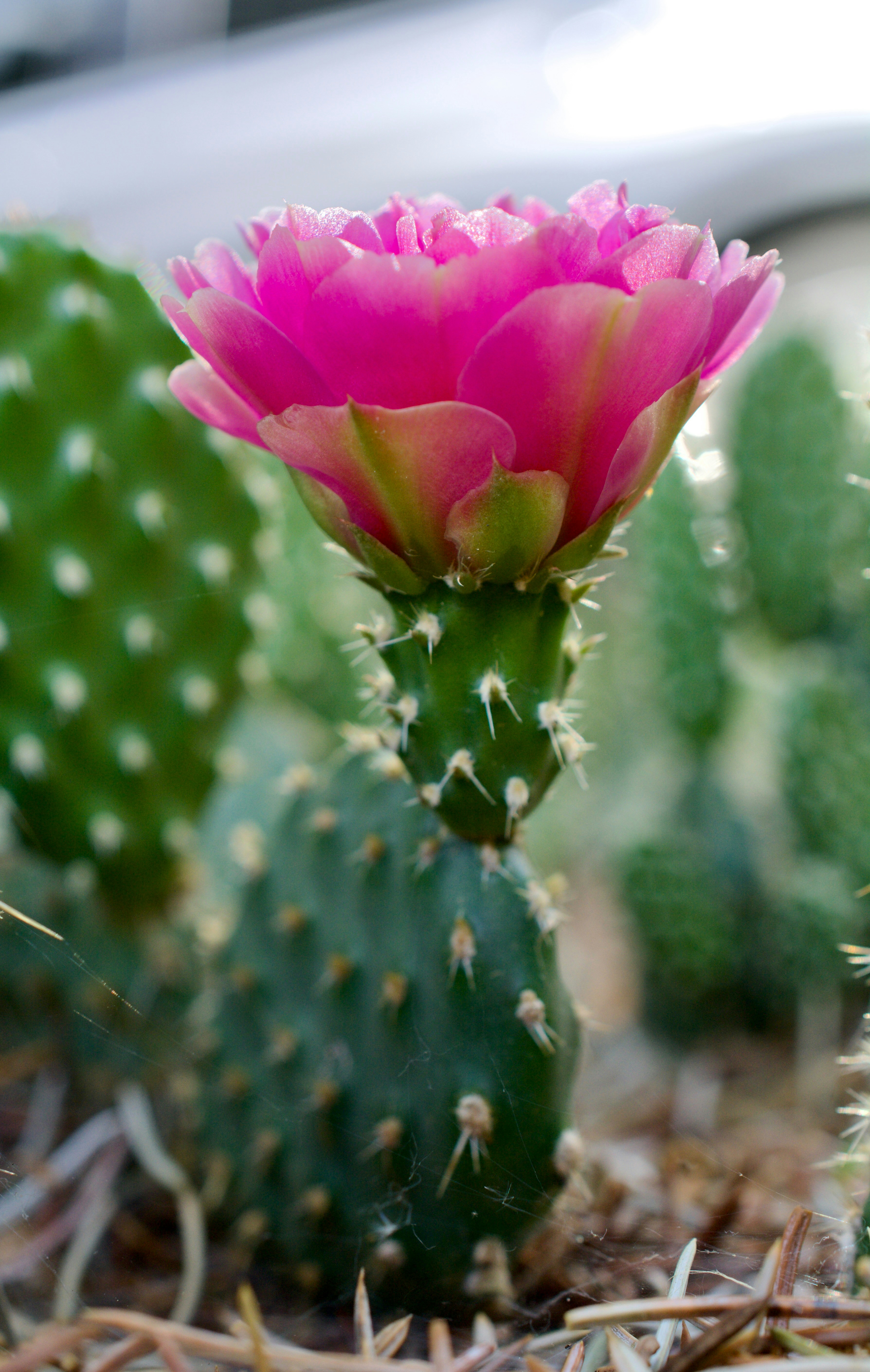 Pink Bloom on a Spiny Stem: A Desert Rose in Focus