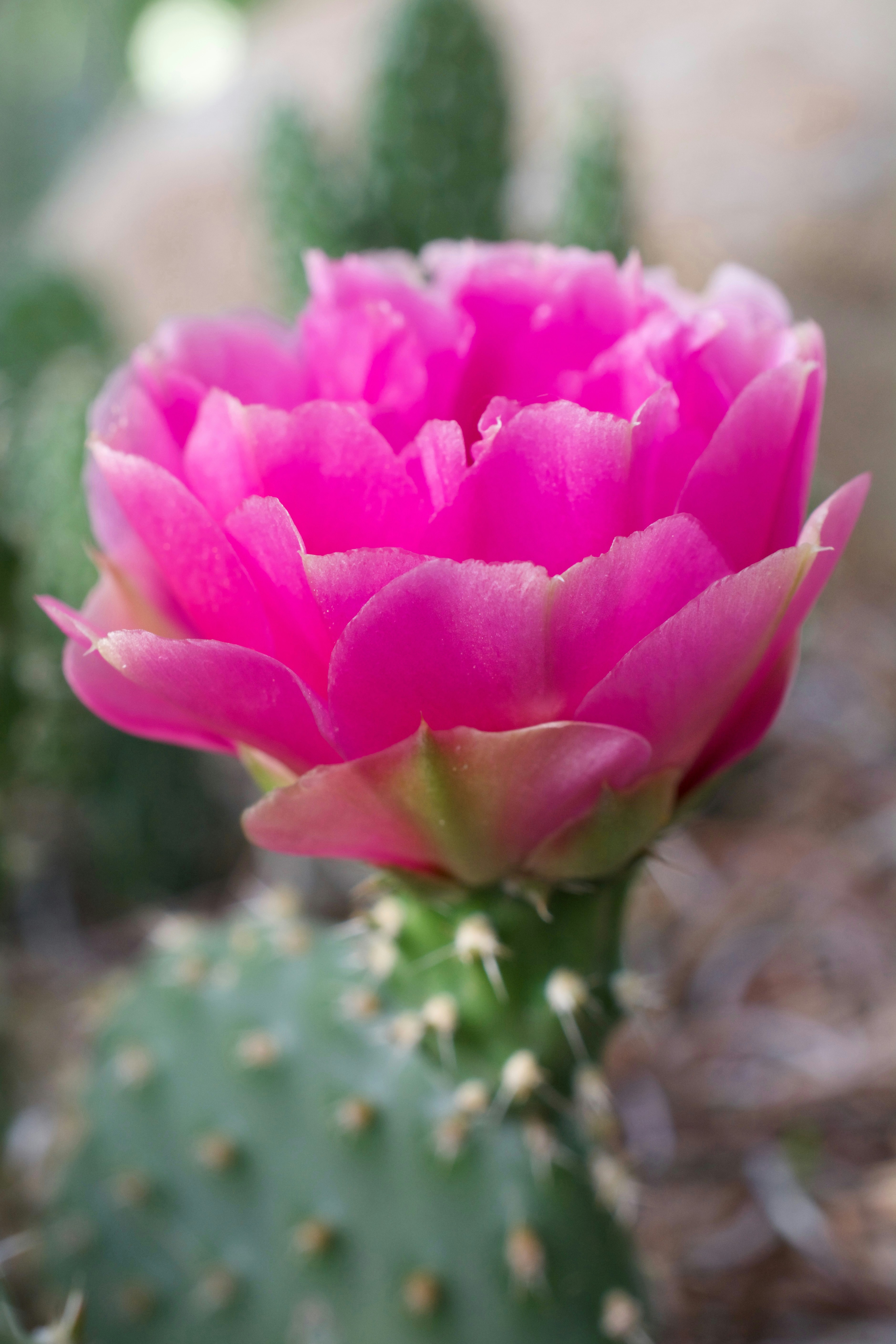 Pink Bloom Crowned on a Prickly Stem