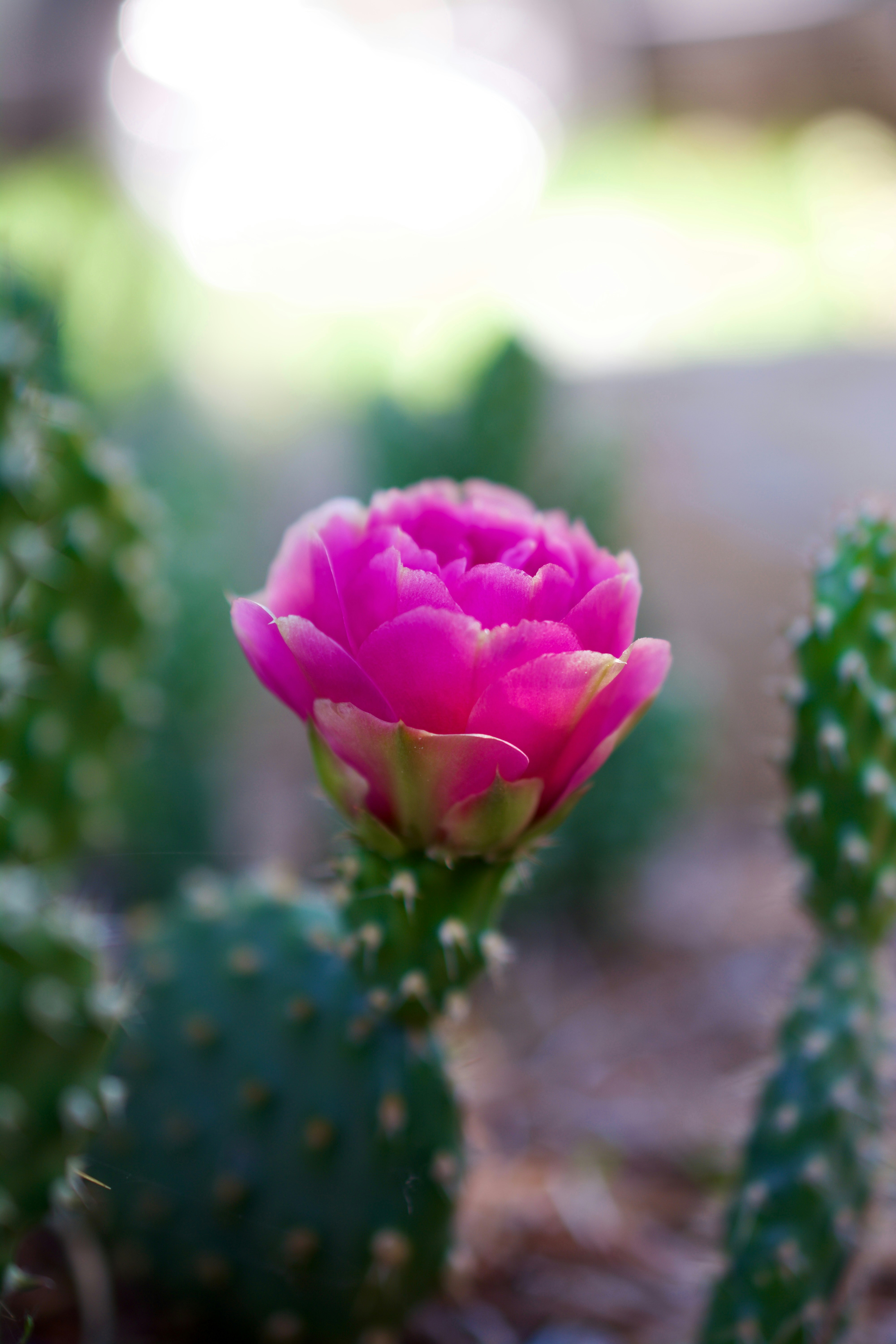 Pink bloom rising from cactus array in soft garden light