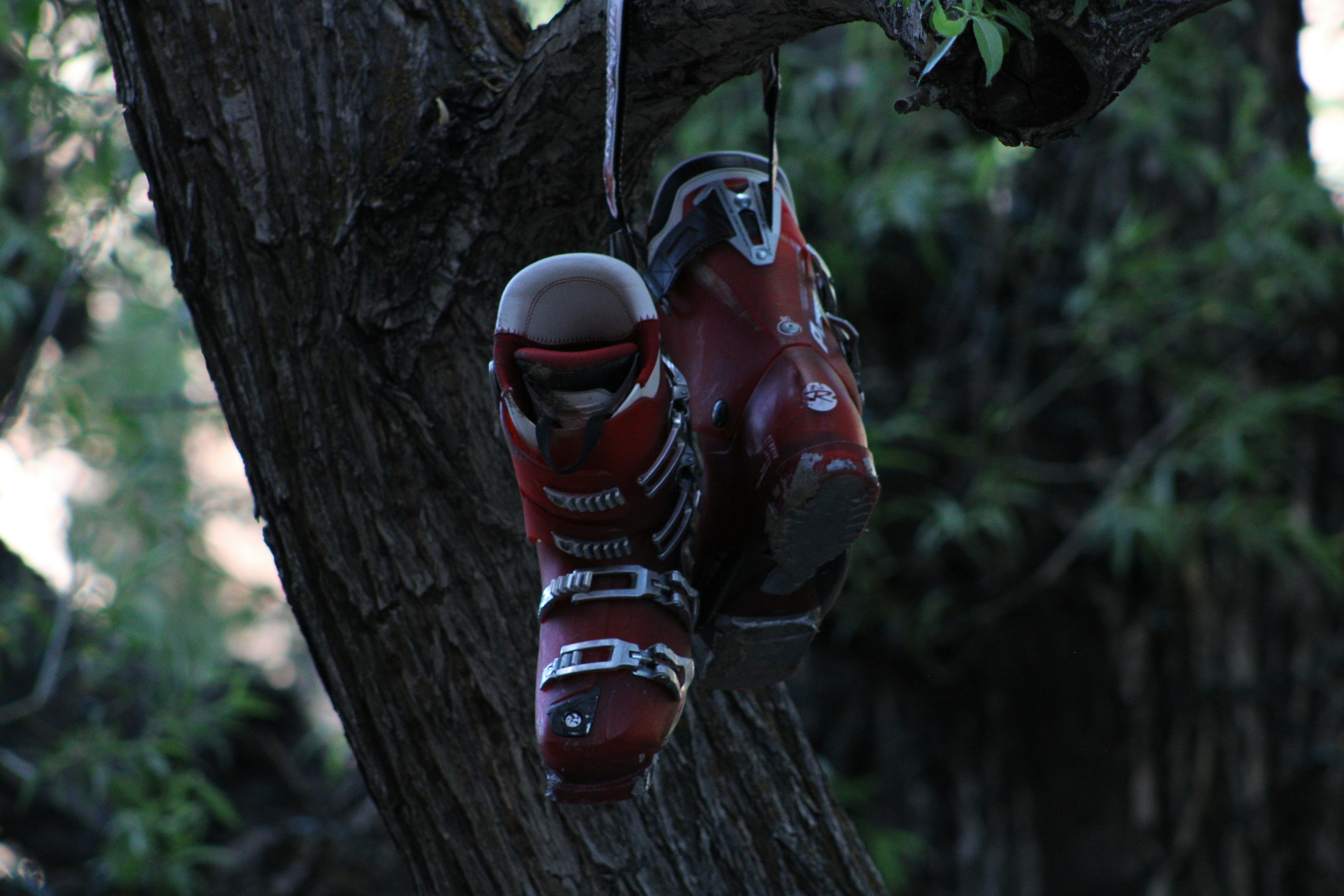 Red Climbing Shoes Adrift on a Gnarled Trunk